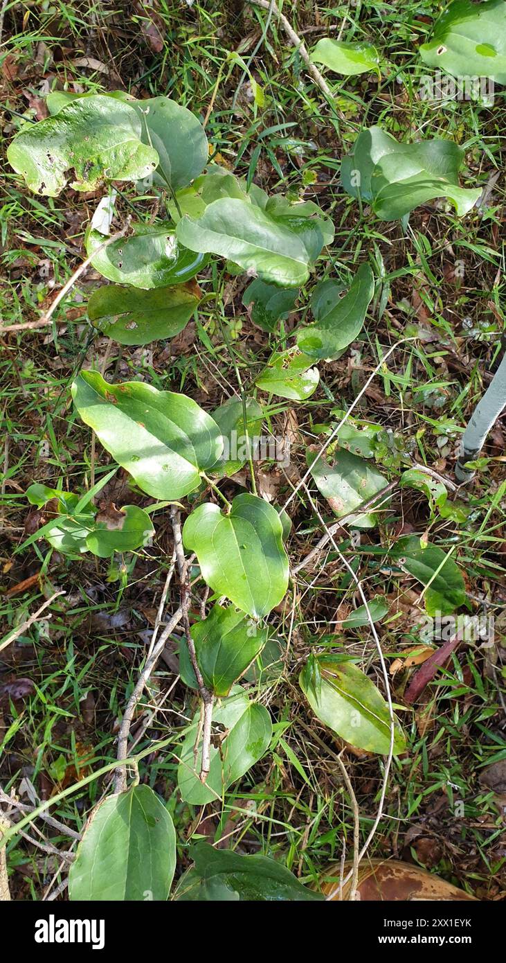 Austral Sarsaparilla (Smilax australis) Plantae Stock Photo - Alamy