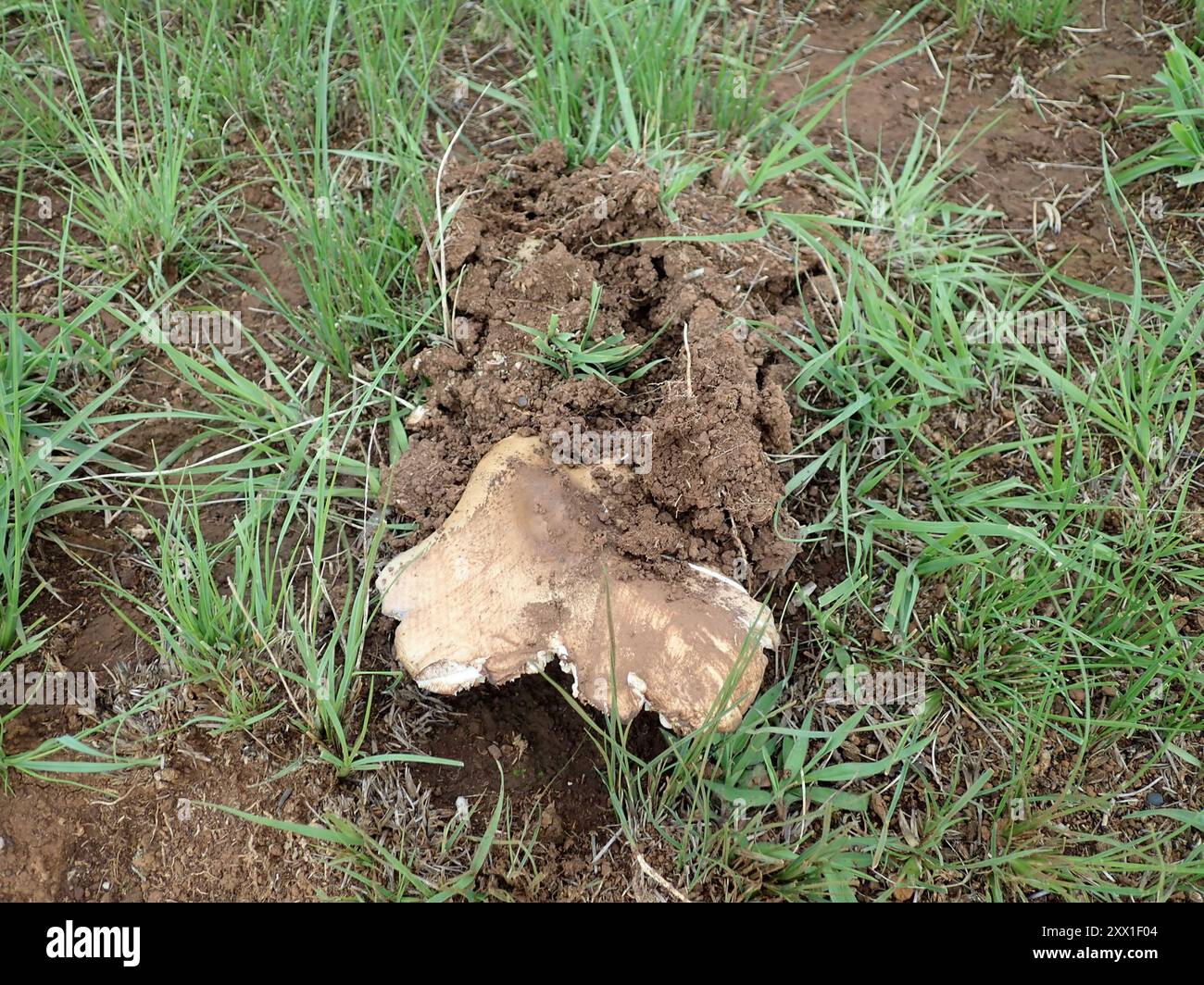 Beefsteak Termite Mushroom (Termitomyces umkowaan) Fungi Stock Photo ...