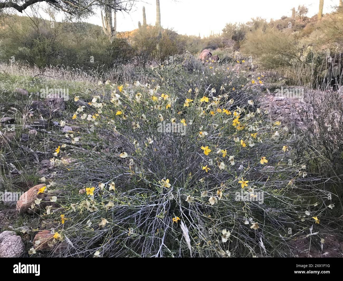 Whitestem Paperflower (Psilostrophe cooperi) Plantae Stock Photo - Alamy
