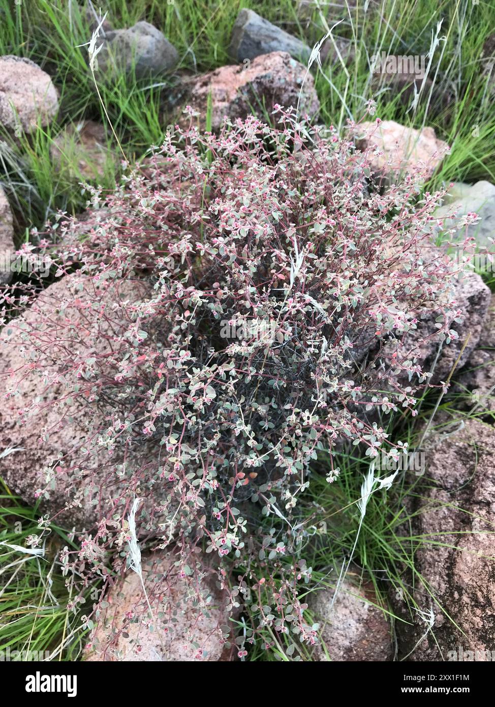 red-gland spurge (Euphorbia melanadenia) Plantae Stock Photo - Alamy