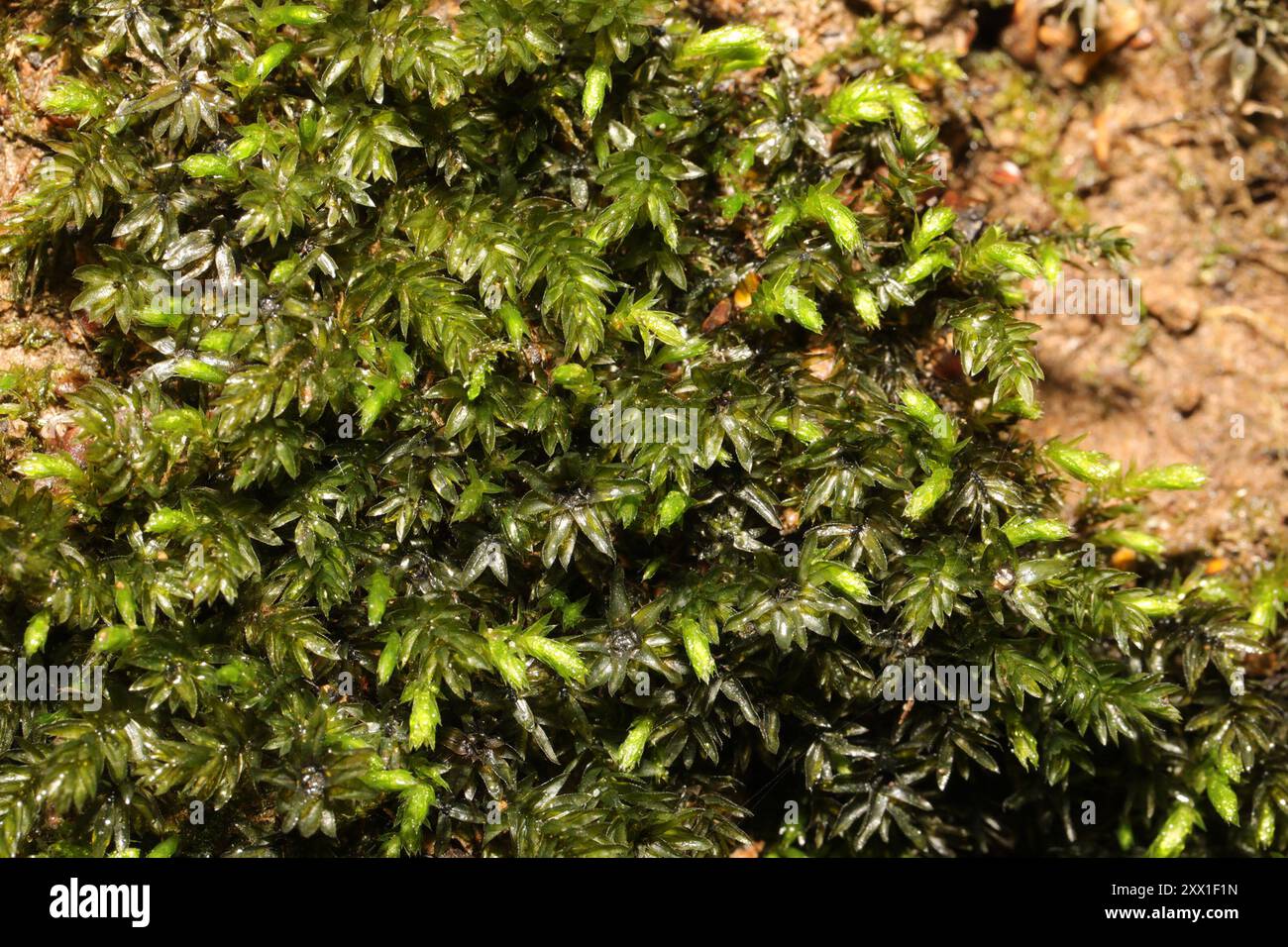 Horn Calcareous Moss (Mnium hornum) Plantae Stock Photo - Alamy
