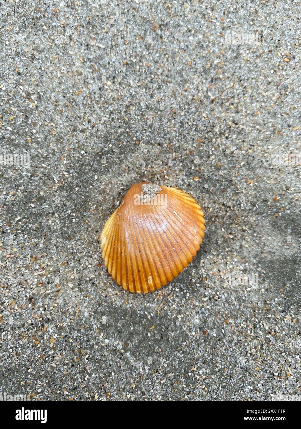 Blood Ark (Lunarca ovalis) Mollusca Stock Photo - Alamy