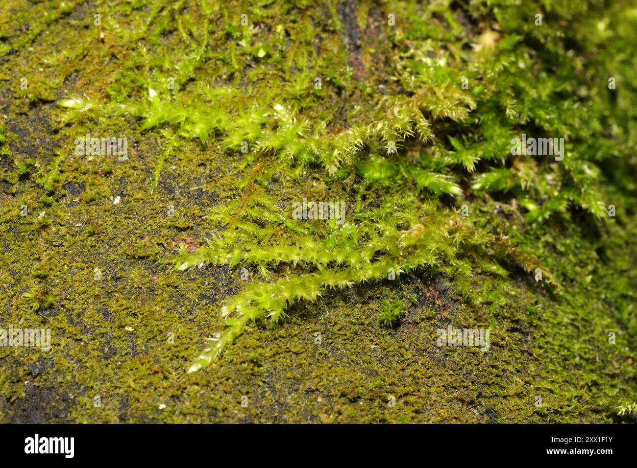 Silky Wall Feather-moss (Homalothecium sericeum) Plantae Stock Photo ...