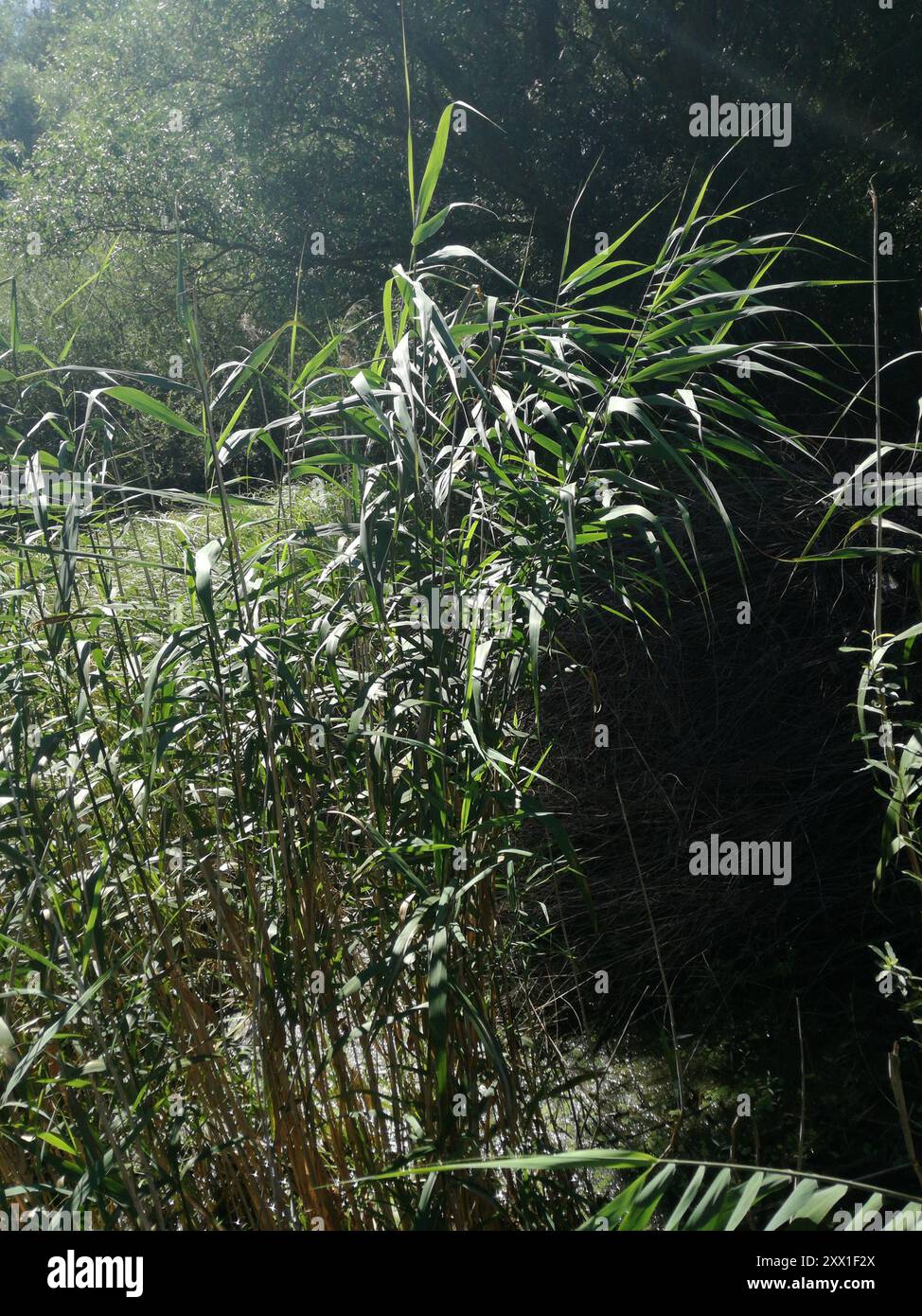 Reeds, Giant Canes, and allies (Arundinoideae) Plantae Stock Photo - Alamy