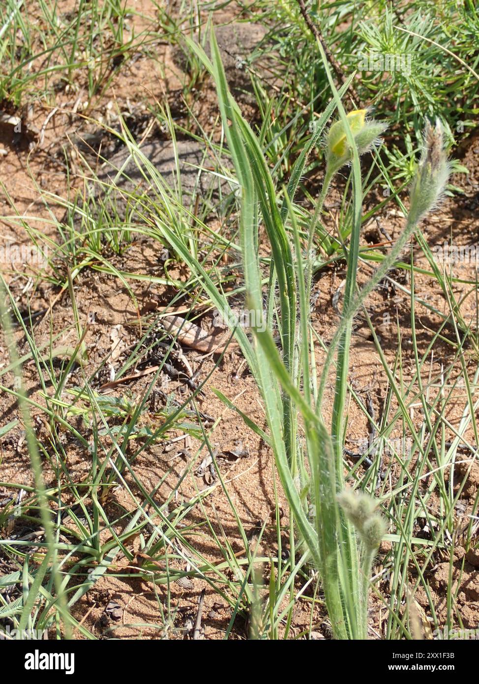 Spiral Stargrass (Hypoxis acuminata) Plantae Stock Photo - Alamy