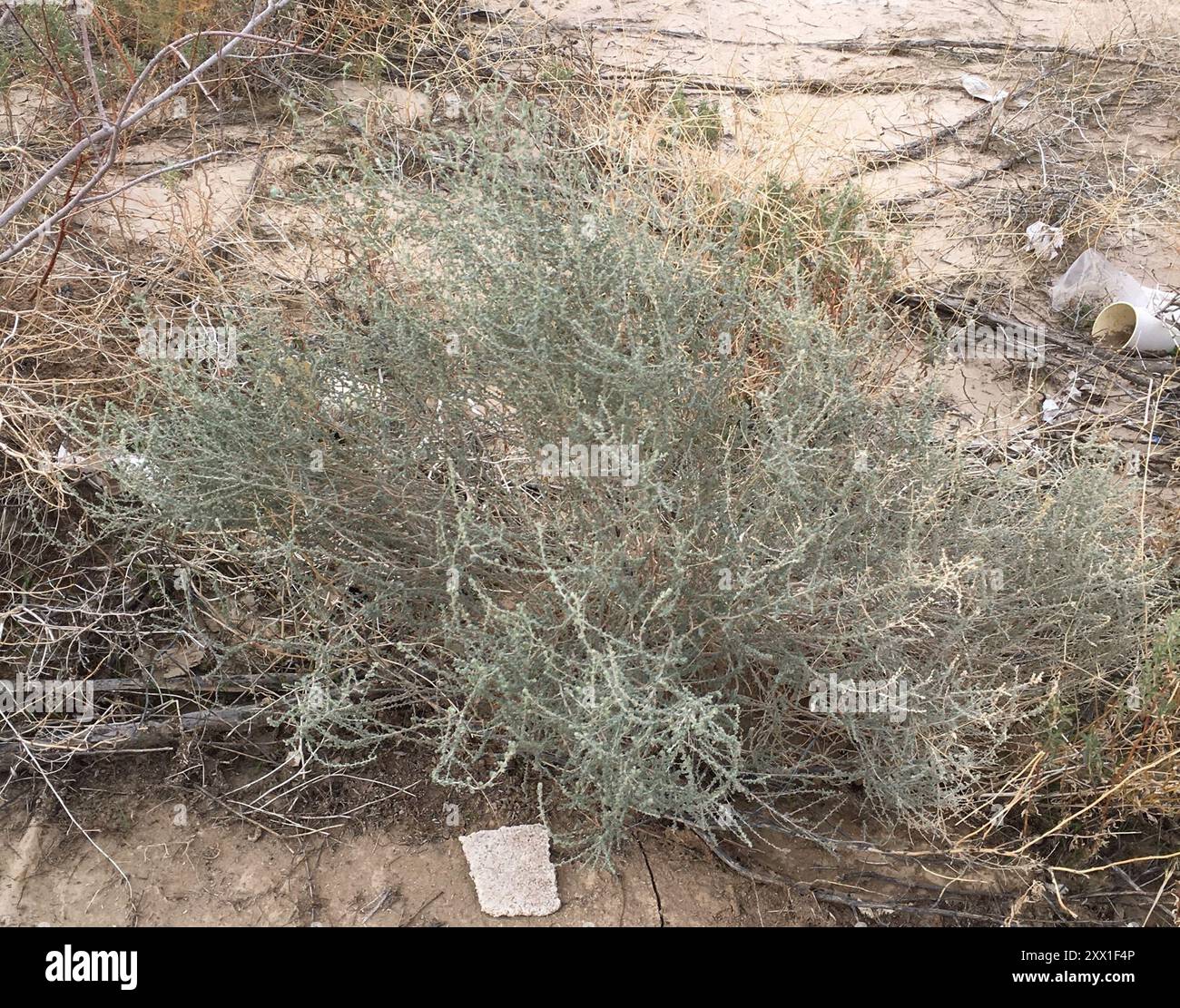 Cattle Saltbush (Atriplex polycarpa) Plantae Stock Photo - Alamy