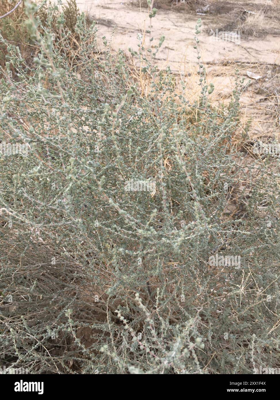 Cattle Saltbush (Atriplex polycarpa) Plantae Stock Photo - Alamy