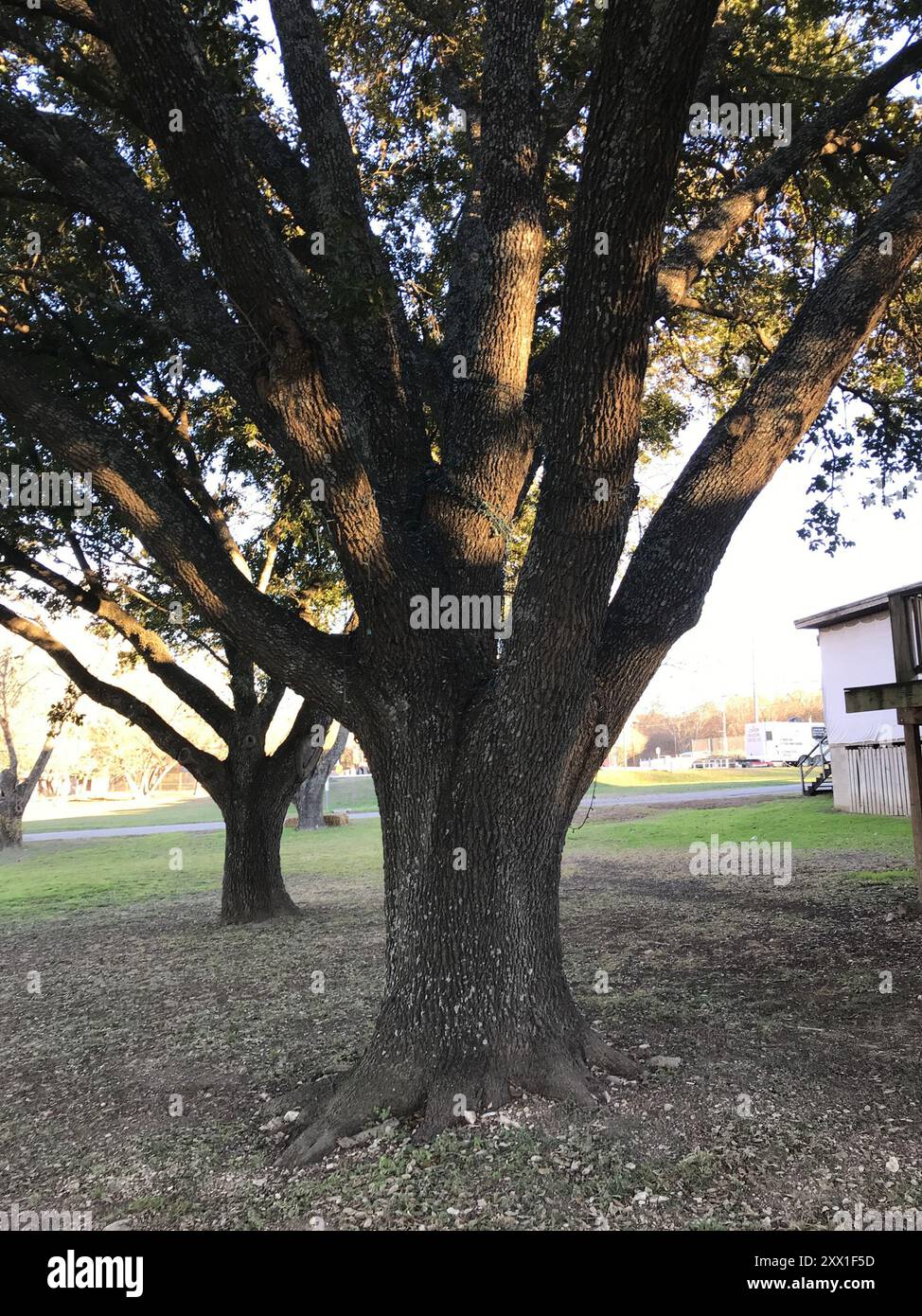 southern live oak (Quercus virginiana) Plantae Stock Photo - Alamy