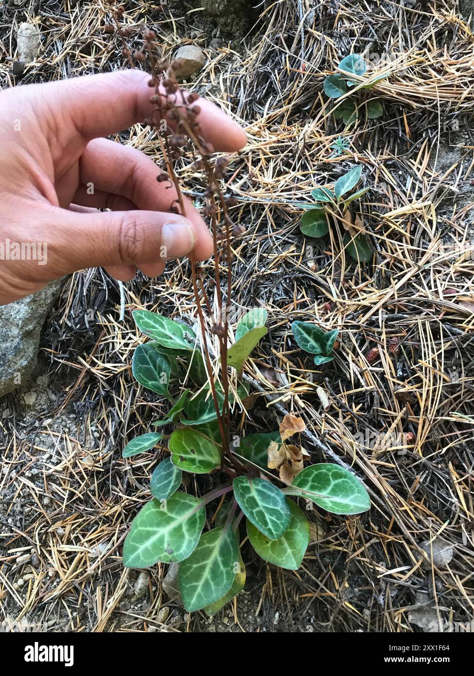 white-veined wintergreen (Pyrola picta) Plantae Stock Photo - Alamy