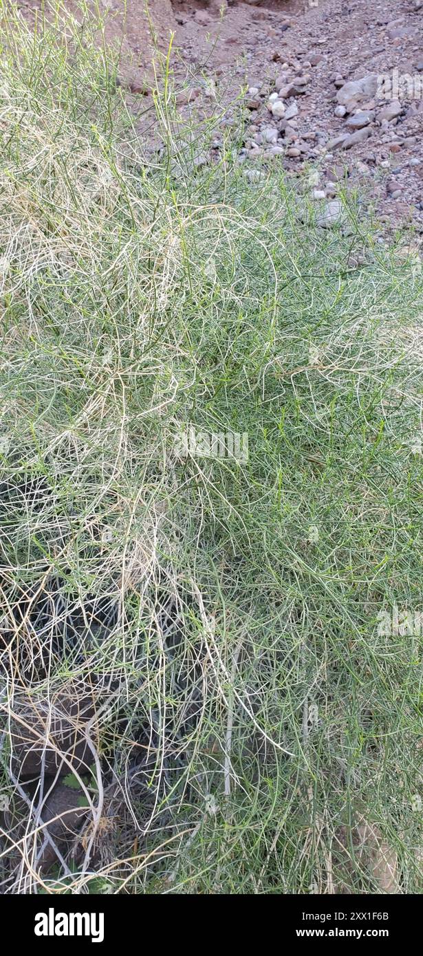 Cheesebush (Ambrosia salsola) Plantae Stock Photo - Alamy