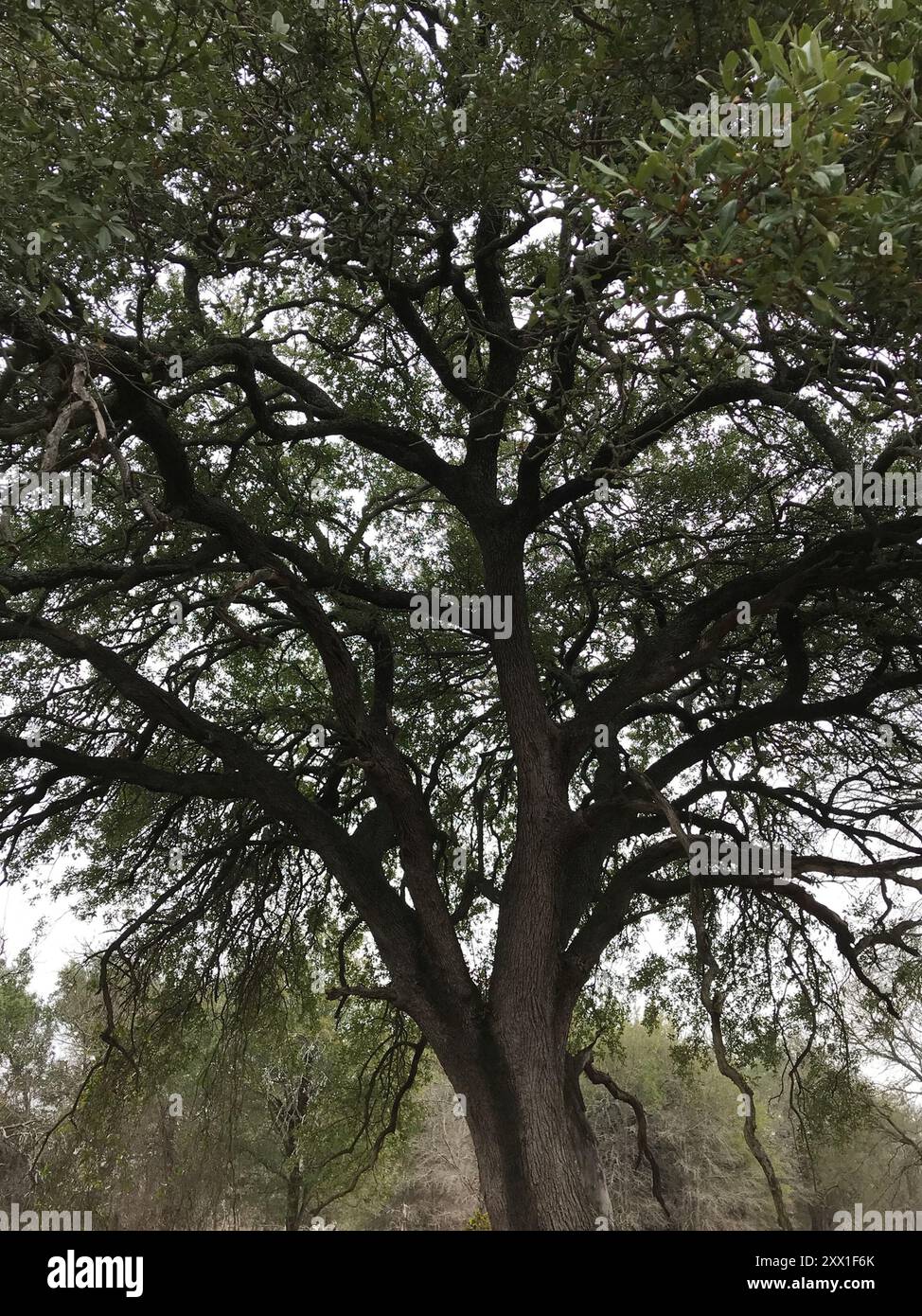 Texas live oak (Quercus fusiformis) Plantae Stock Photo - Alamy