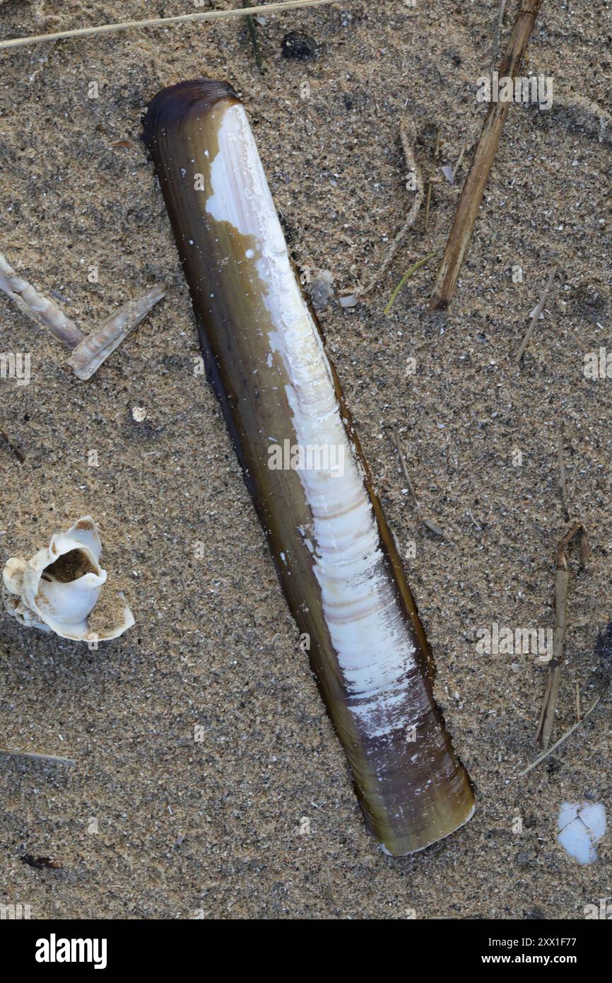 Pod Razor (Ensis siliqua) Mollusca Stock Photo - Alamy