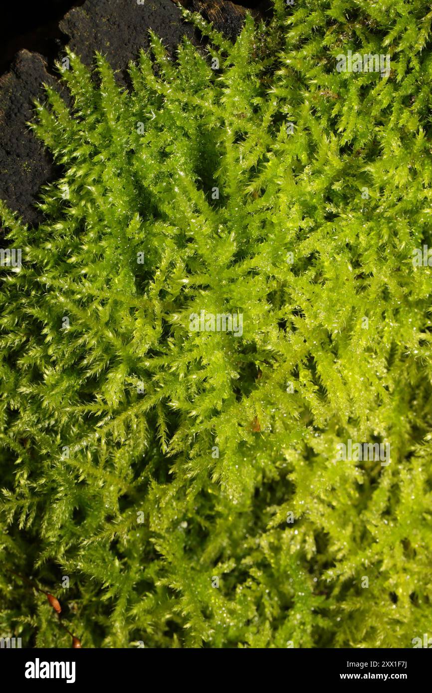 Common Feather-moss (Kindbergia praelonga) Plantae Stock Photo - Alamy