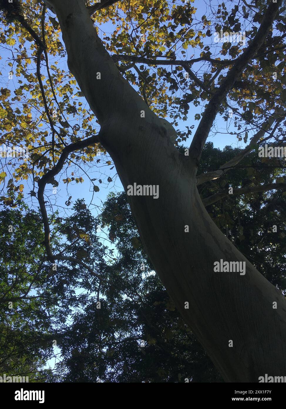 Mexican Sycamore (Platanus mexicana) Plantae Stock Photo - Alamy