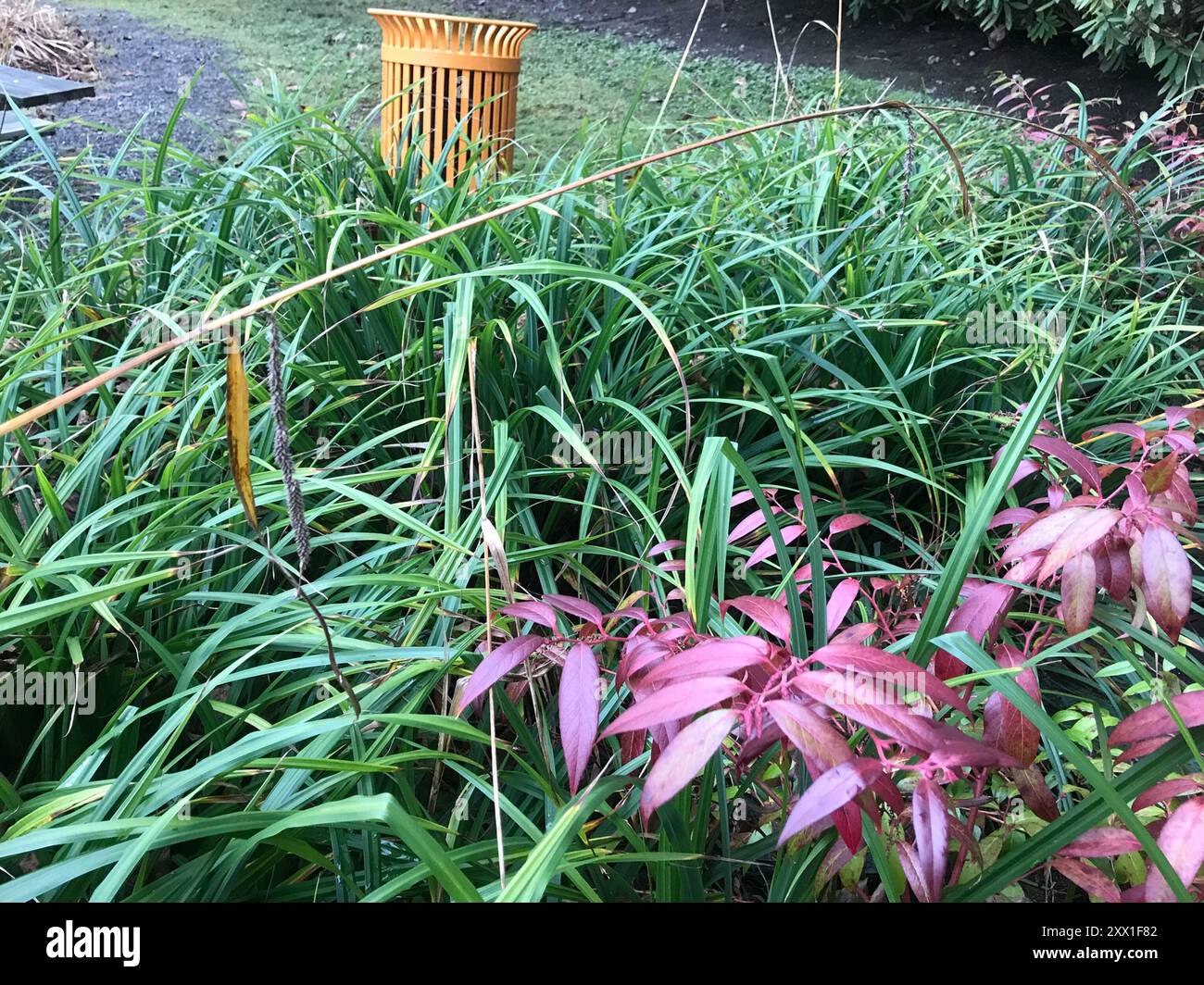 Hanging sedge (Carex pendula) Plantae Stock Photo - Alamy