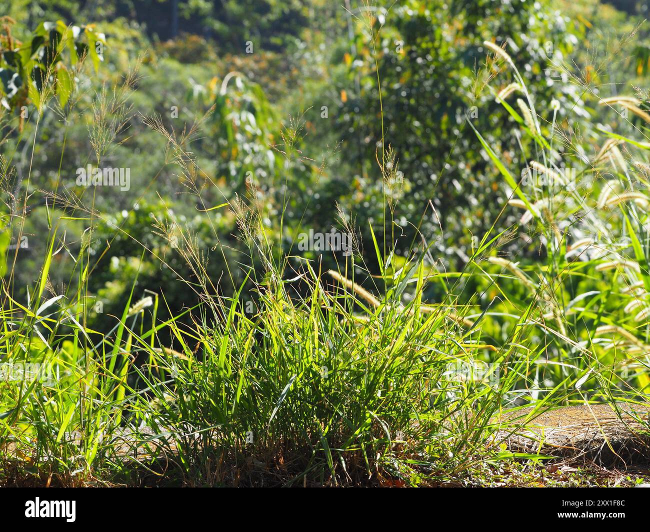 guinea grass (Megathyrsus maximus) Plantae Stock Photo - Alamy