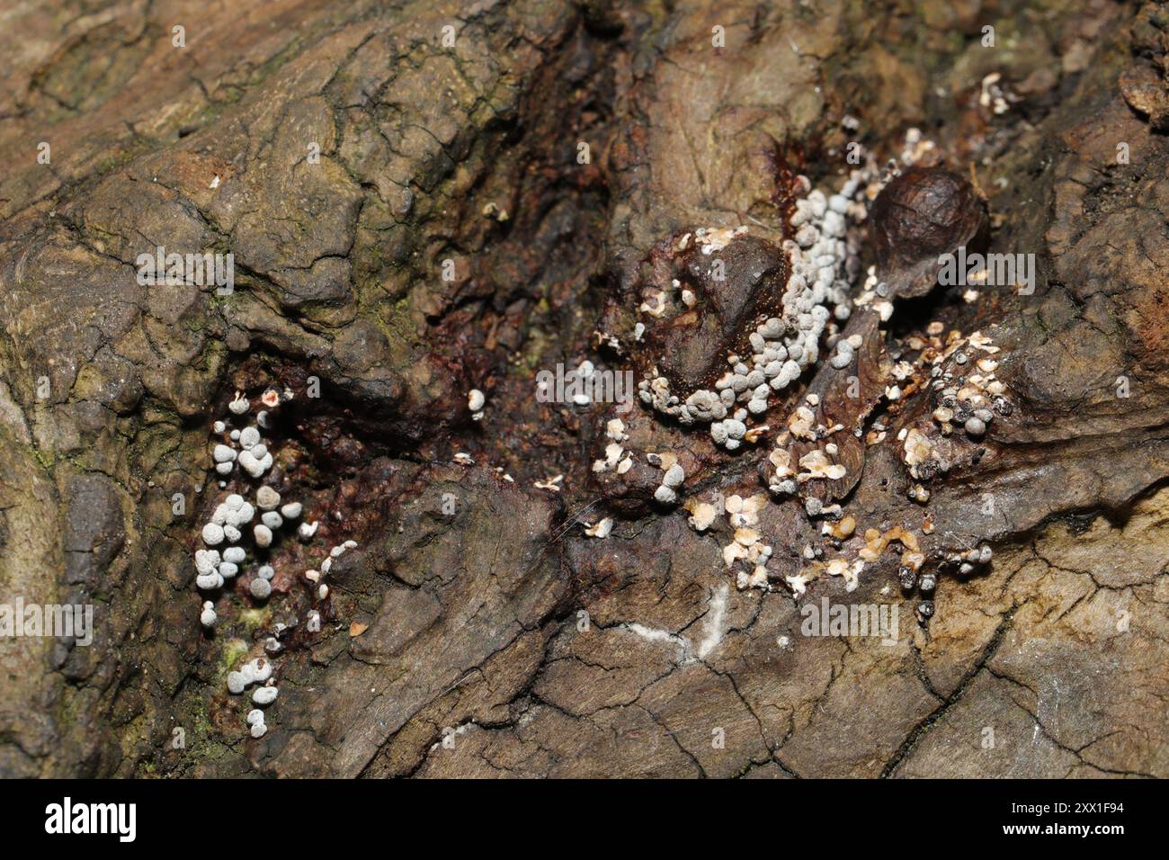 slime molds (Mycetozoa) Protozoa Stock Photo - Alamy