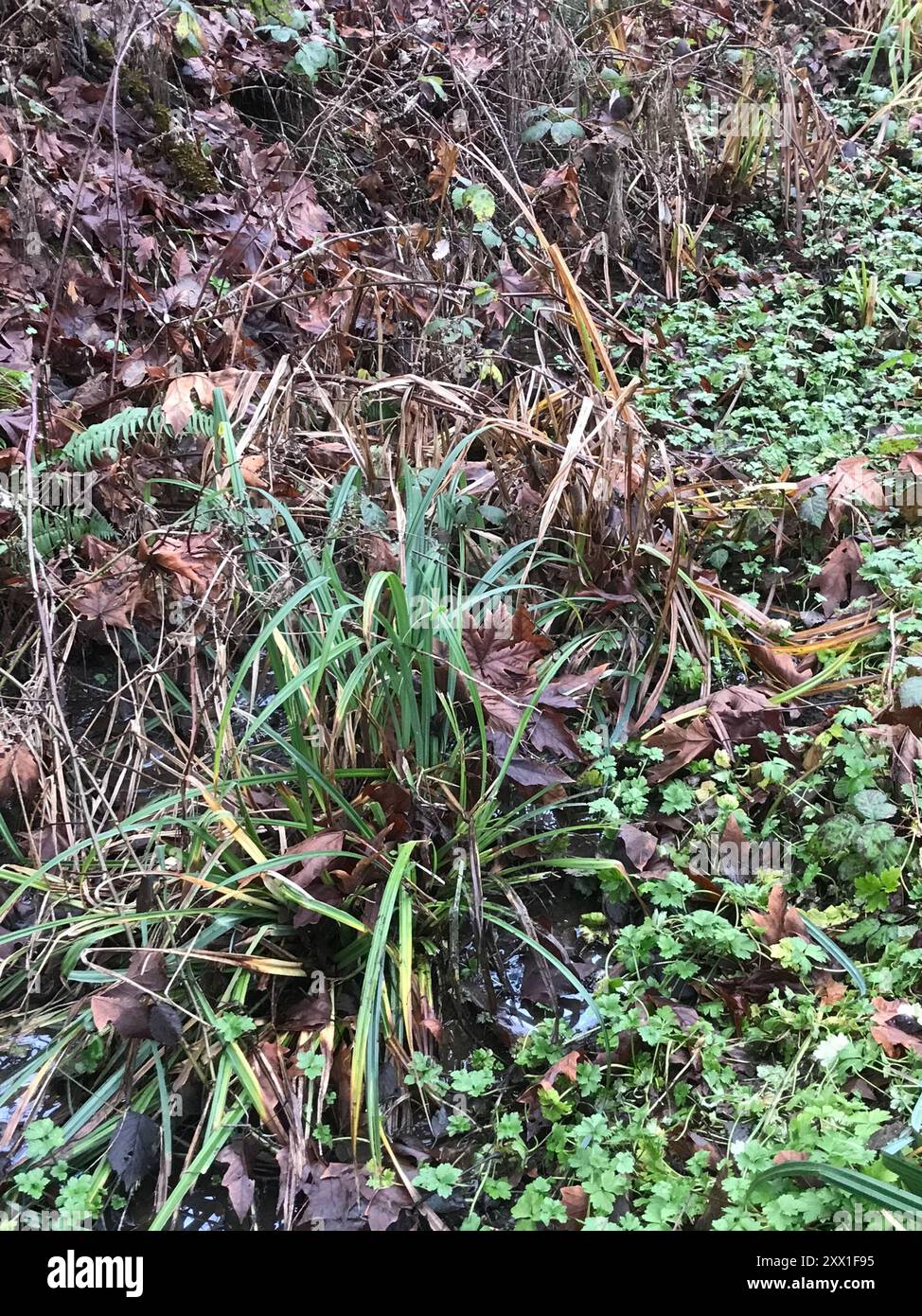 Hanging sedge (Carex pendula) Plantae Stock Photo - Alamy