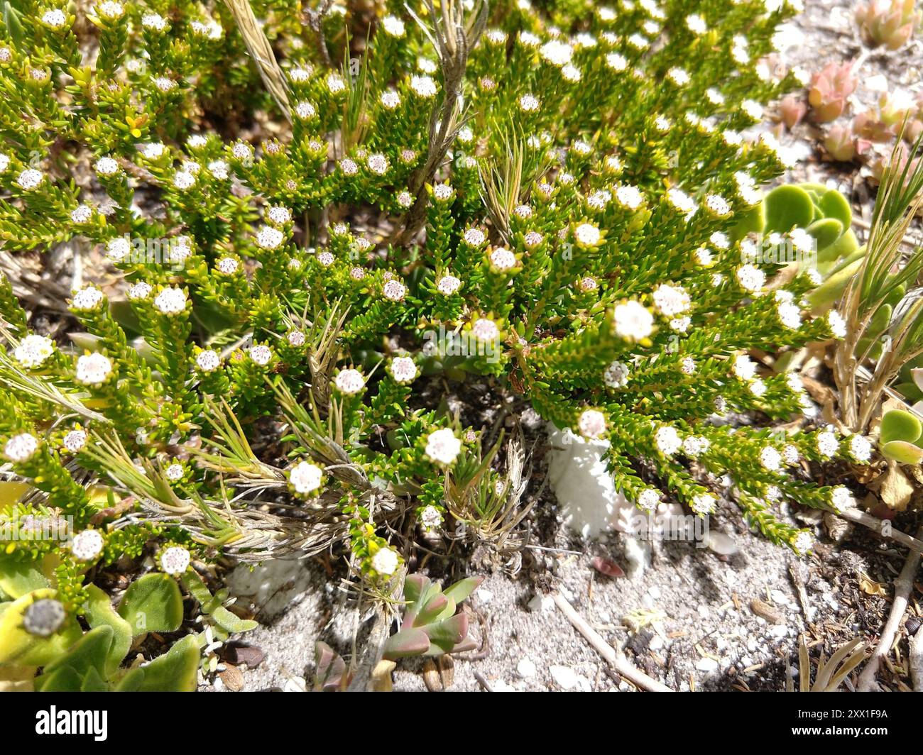 Hardleaves (Phylica) Plantae Stock Photo - Alamy