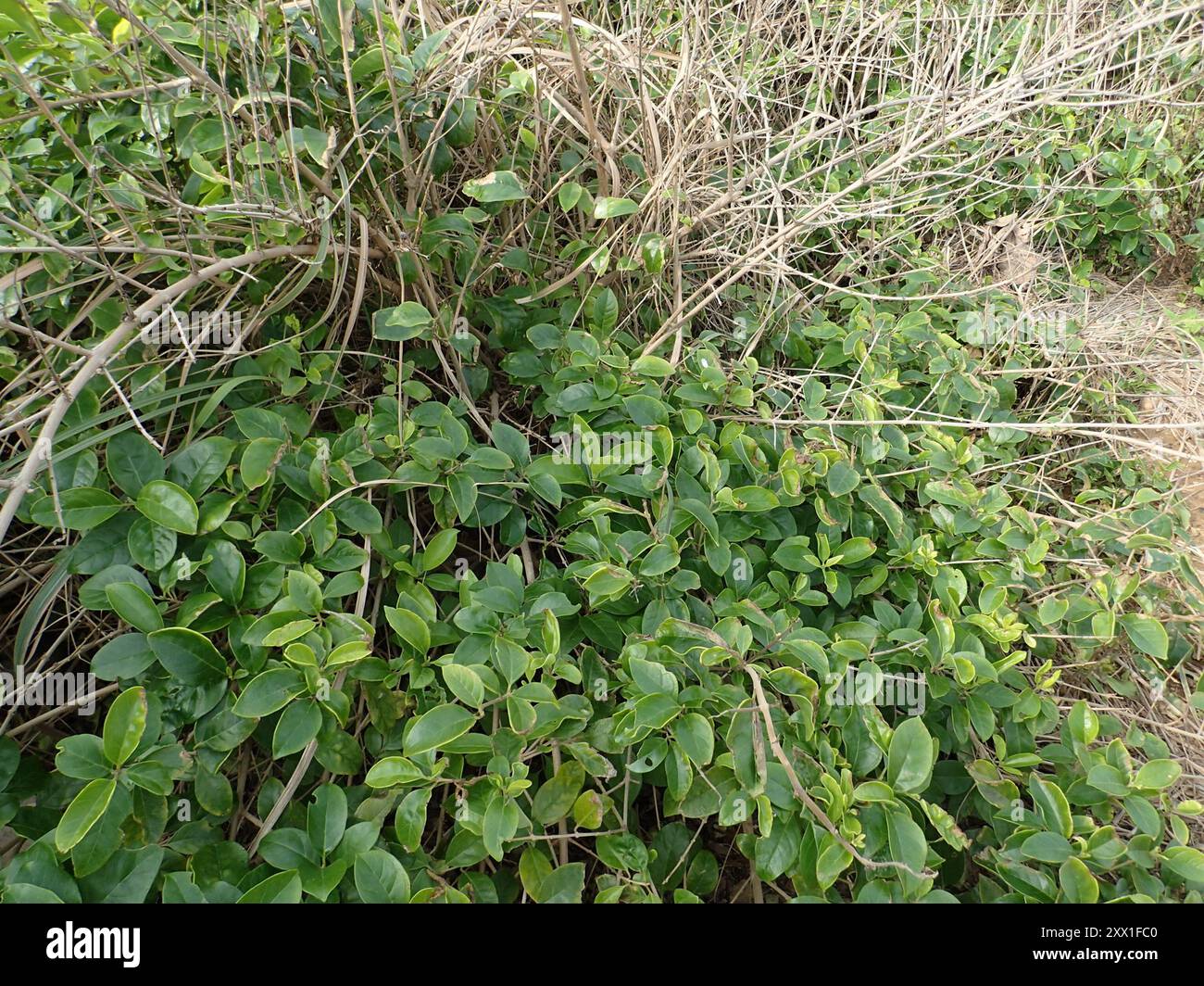 scrambling clerodendrum (Volkameria inermis) Plantae Stock Photo - Alamy