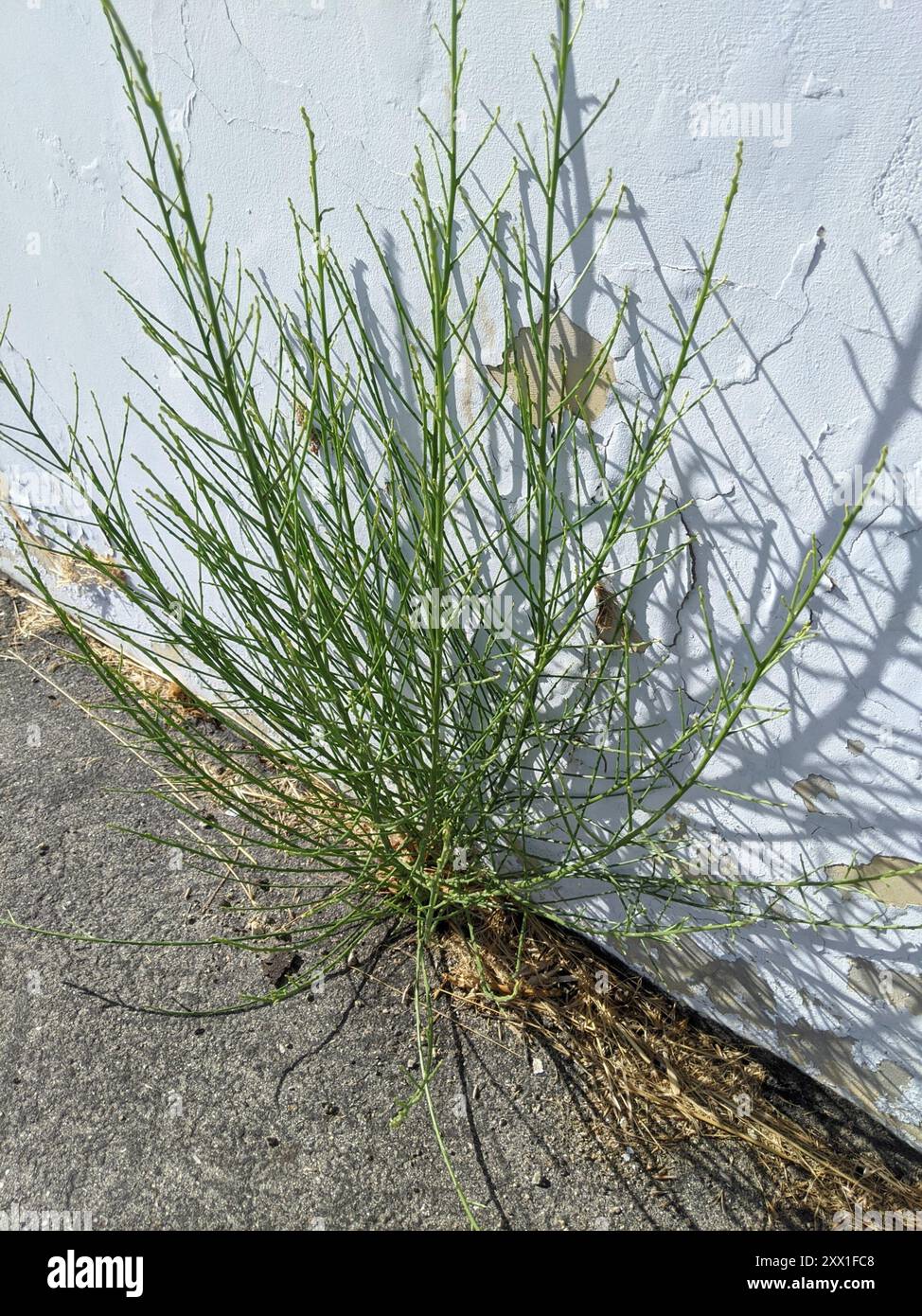 plants (Plantae) Plantae Stock Photo - Alamy