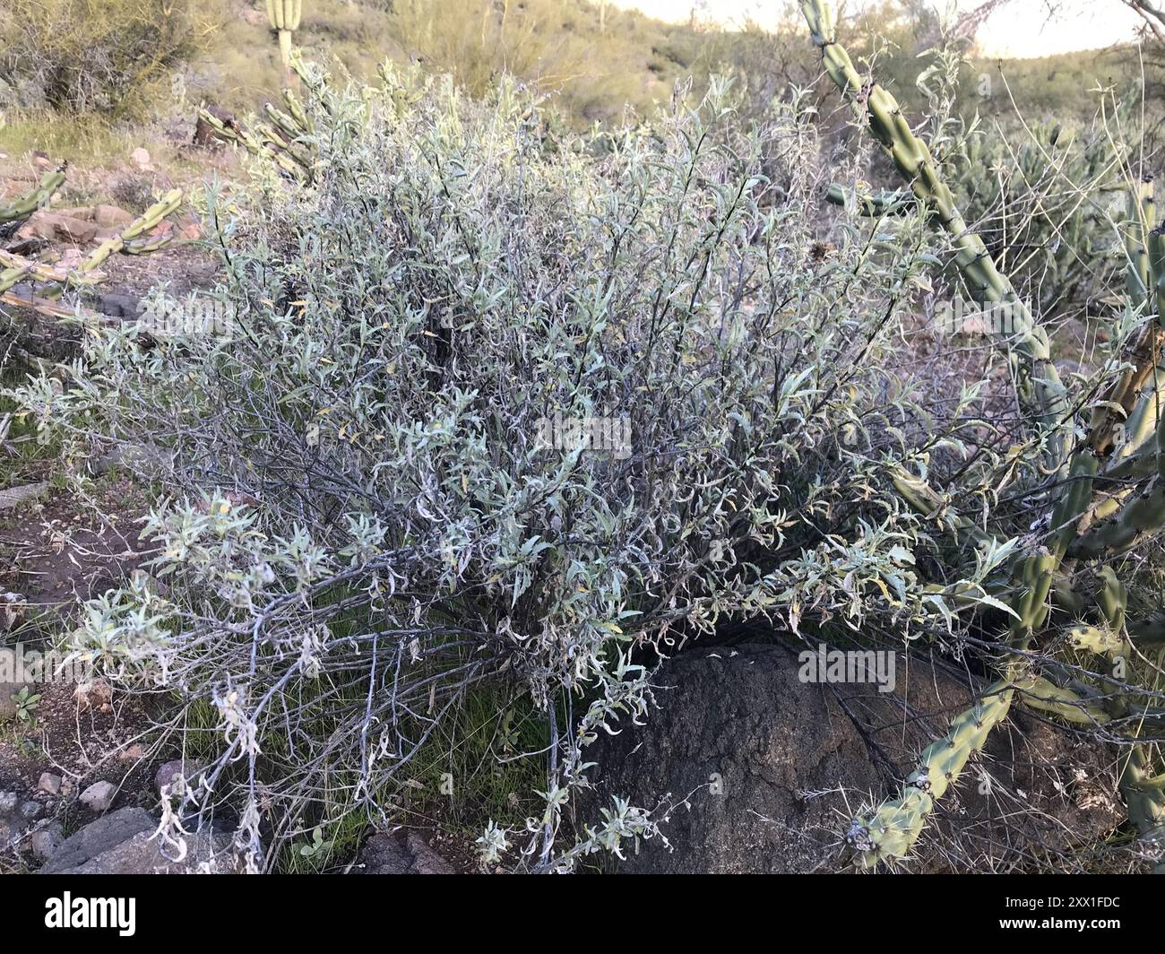 triangle-leaf bursage (Ambrosia deltoidea) Plantae Stock Photo - Alamy