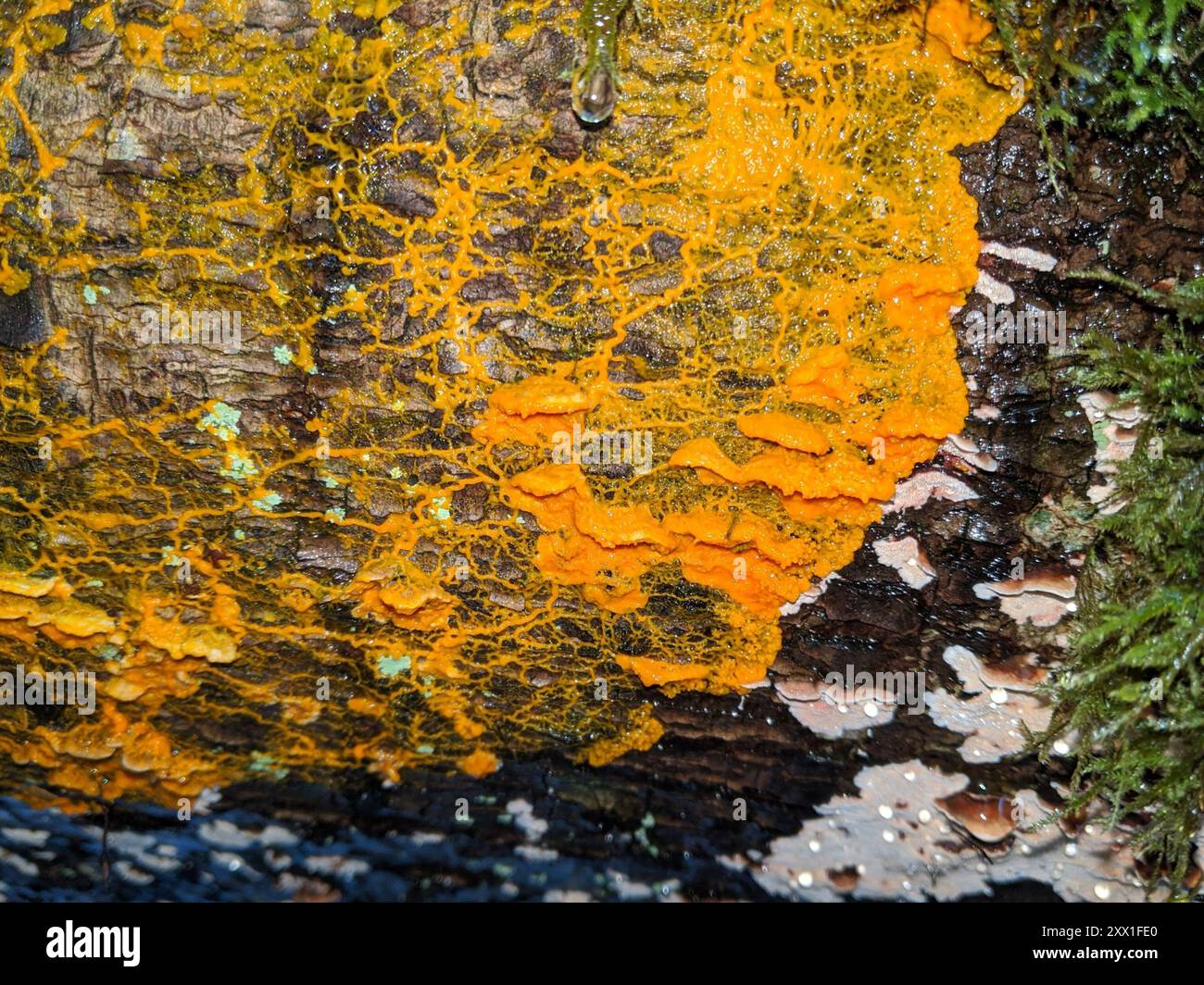 (Badhamia utricularis) Protozoa Stock Photo - Alamy