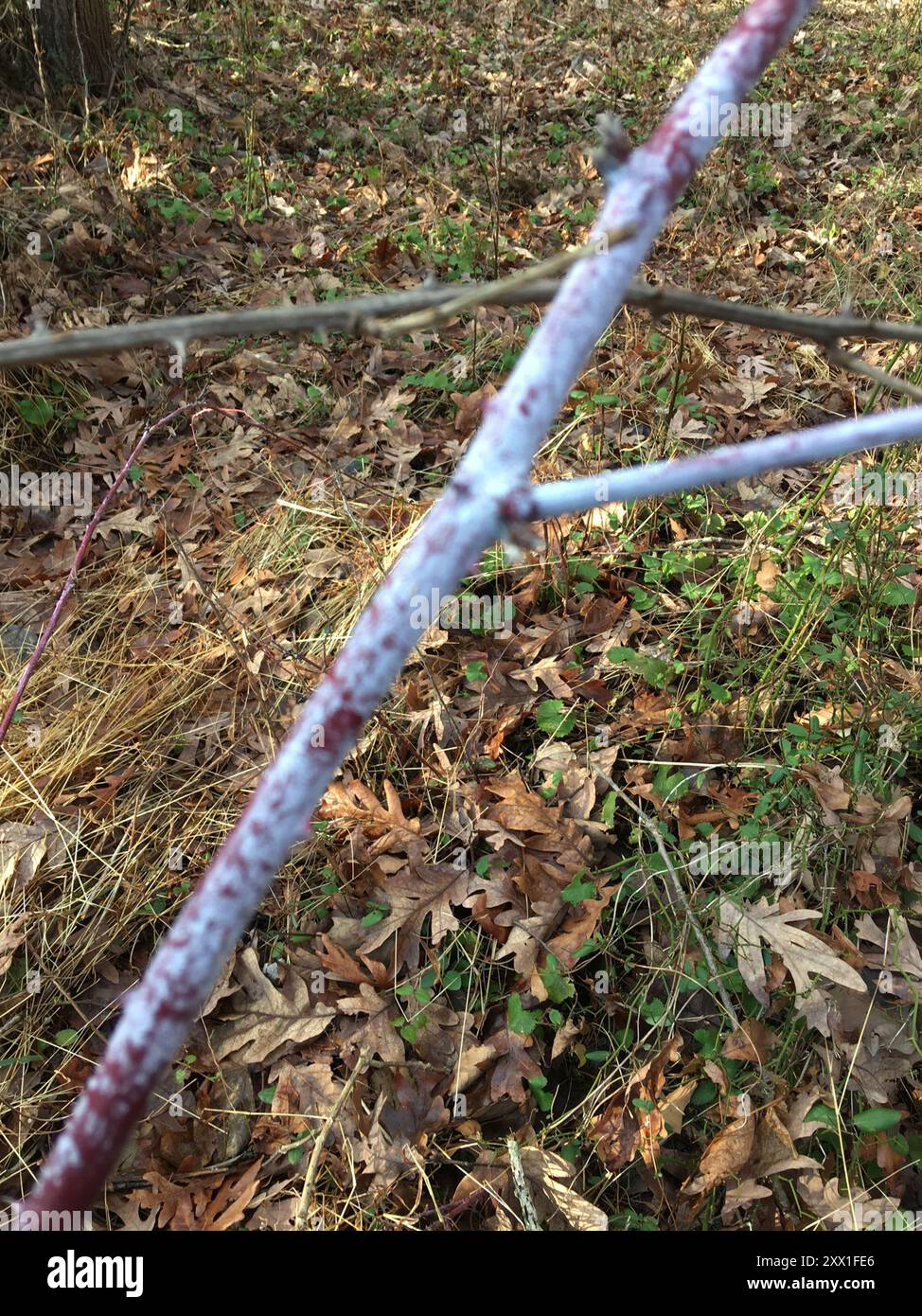 black raspberry (Rubus occidentalis) Plantae Stock Photo - Alamy