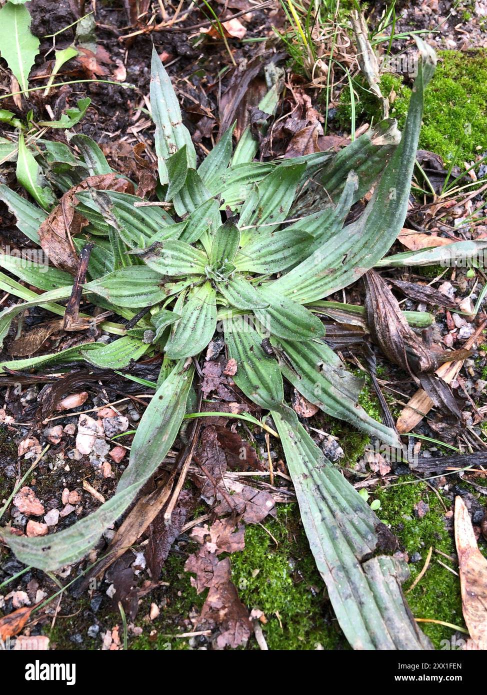 ribwort plantain (Plantago lanceolata) Plantae Stock Photo - Alamy