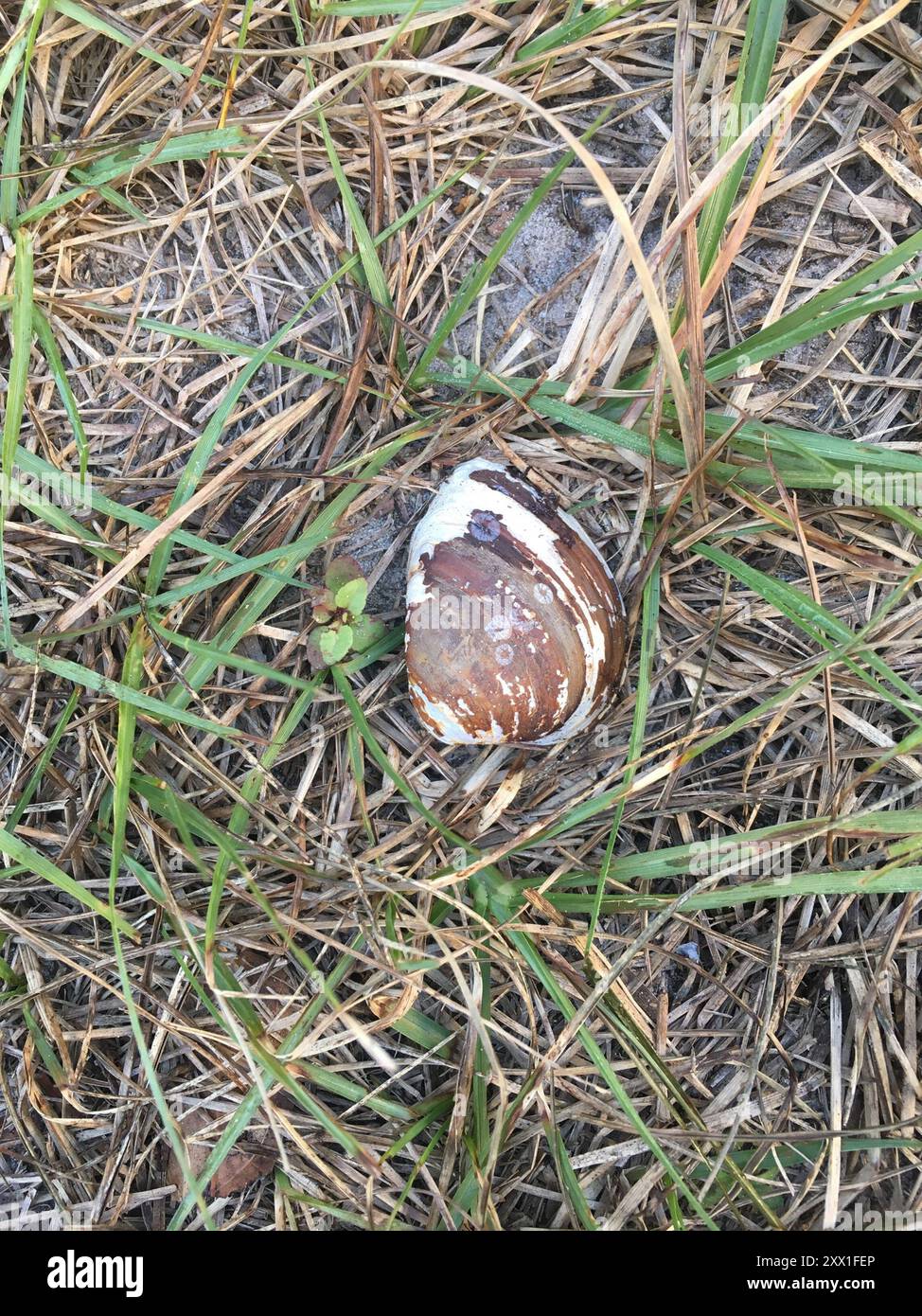 Atlantic Rangia (Rangia cuneata) Mollusca Stock Photo - Alamy