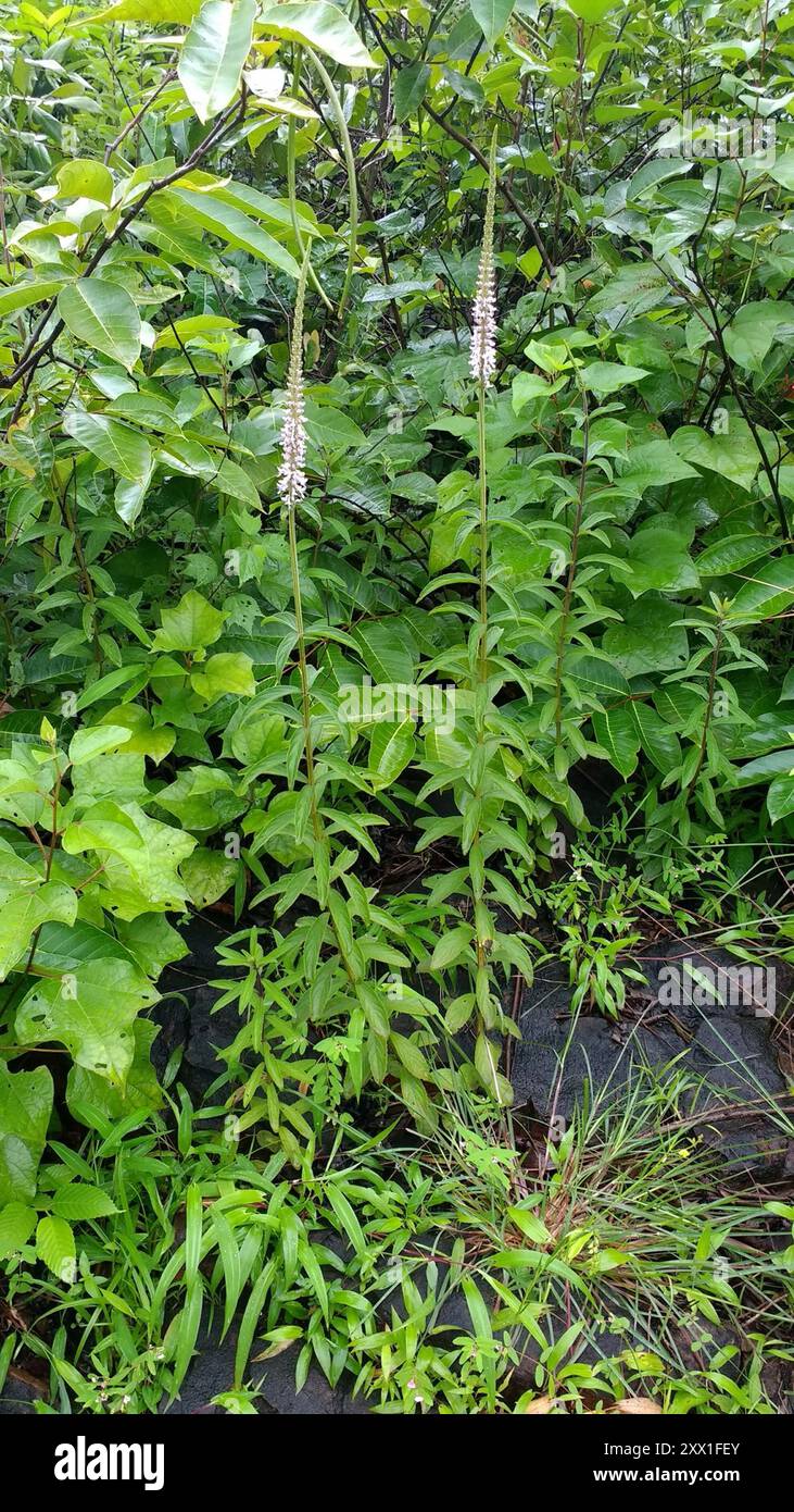 (Coleus adenanthus) Plantae Stock Photo - Alamy