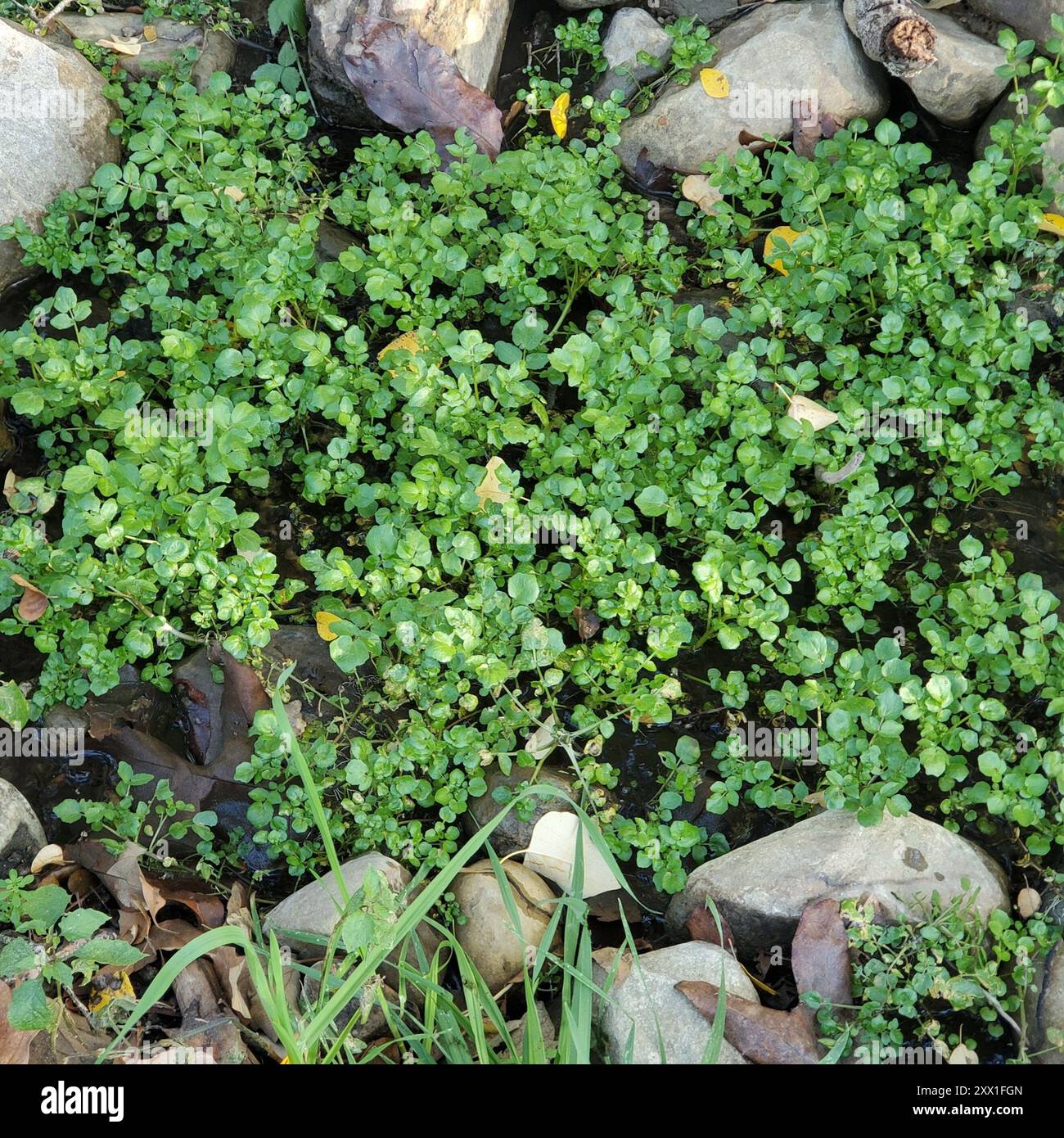 watercress (Nasturtium officinale) Plantae Stock Photo - Alamy