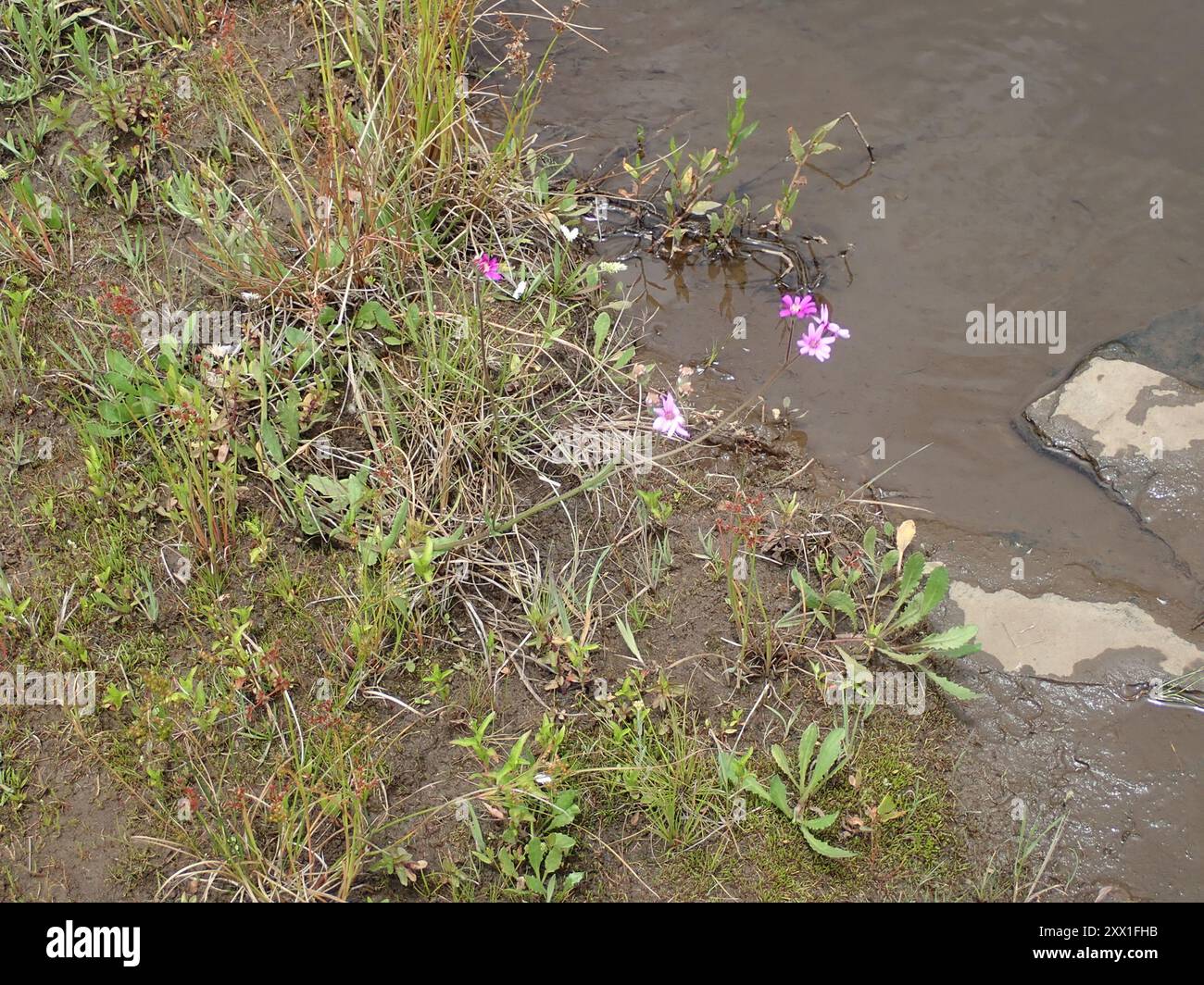 Tooth Ragwort (Senecio polyodon) Plantae Stock Photo - Alamy