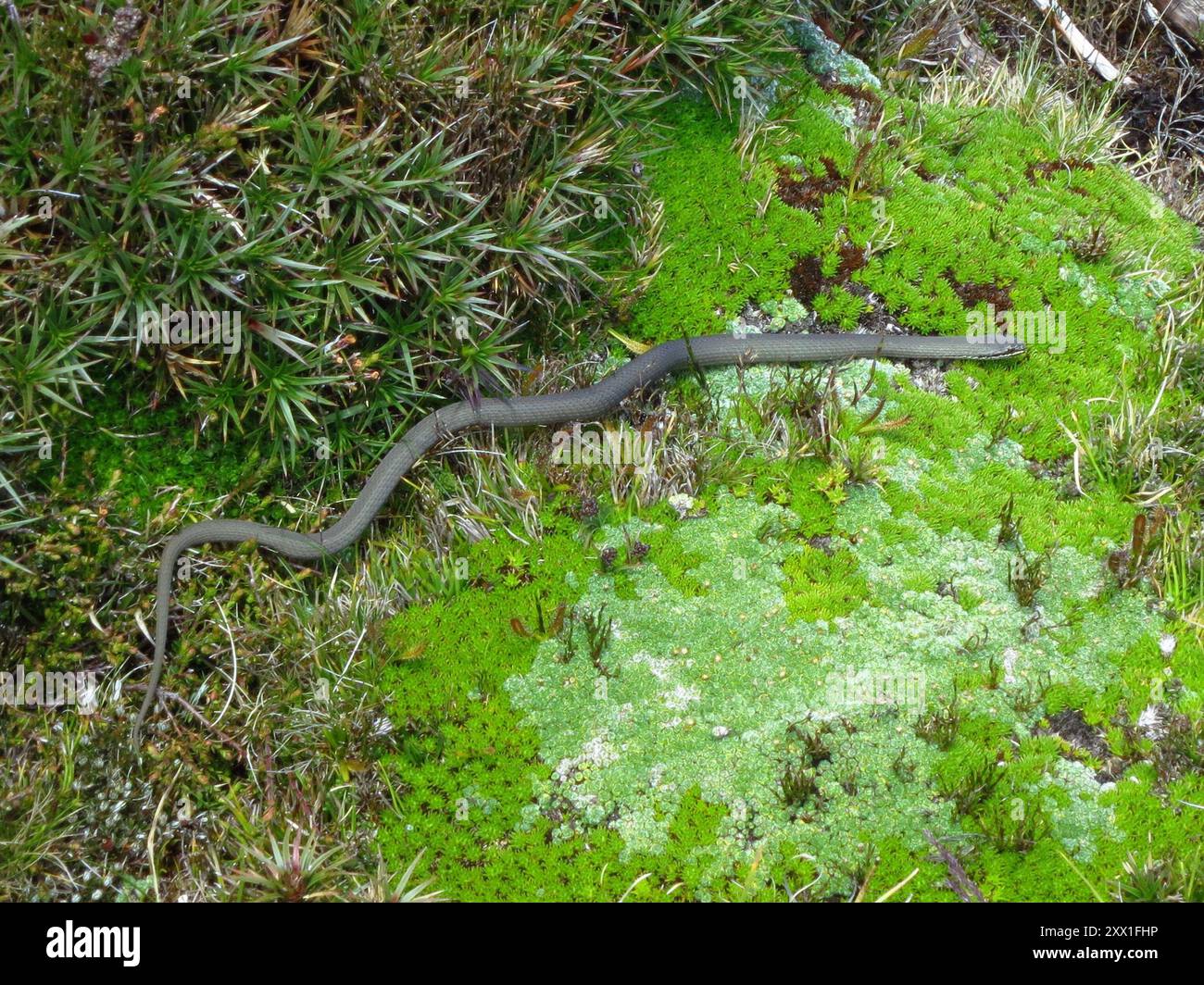 White-lipped Snake (Drysdalia coronoides) Reptilia Stock Photo - Alamy