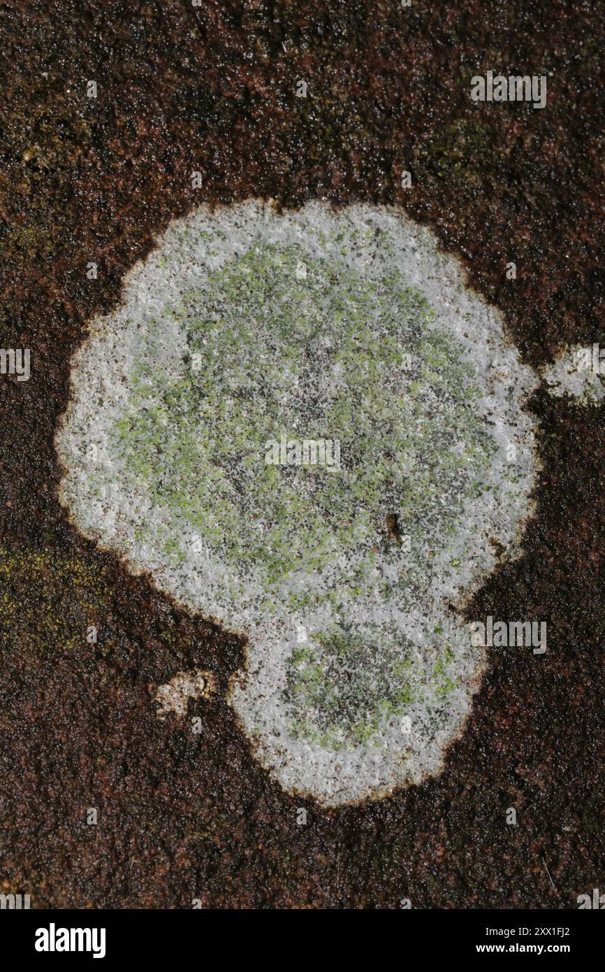 Whitewash Lichen (Phlyctis argena) Fungi Stock Photo - Alamy