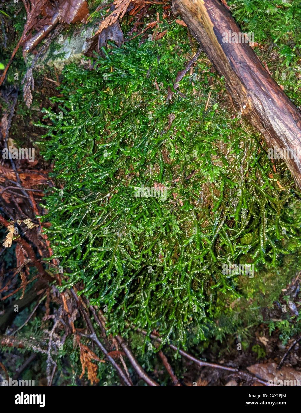 leafy and simple thalloid liverworts (Jungermanniopsida) Plantae Stock ...