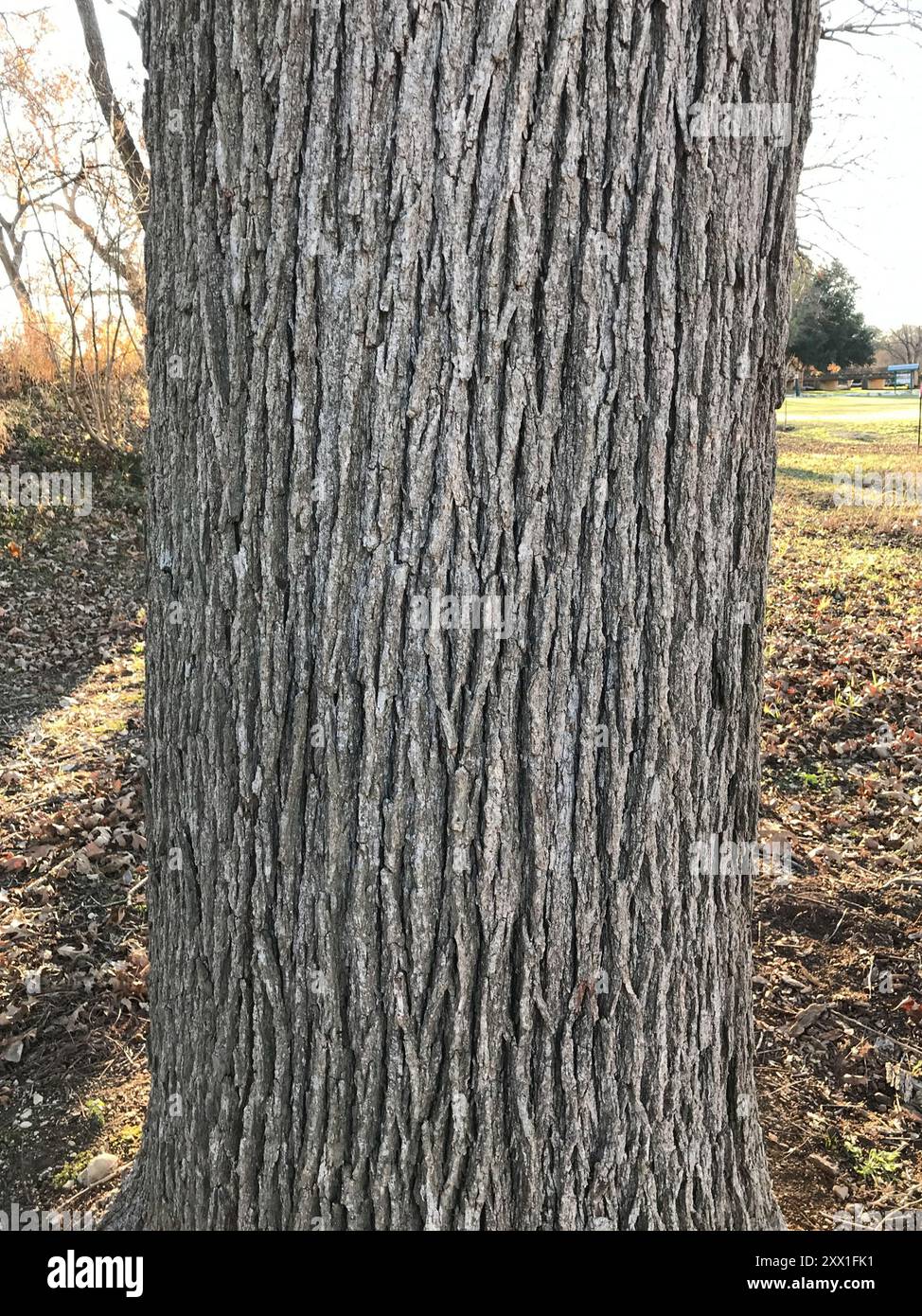 bur oak (Quercus macrocarpa) Plantae Stock Photo - Alamy