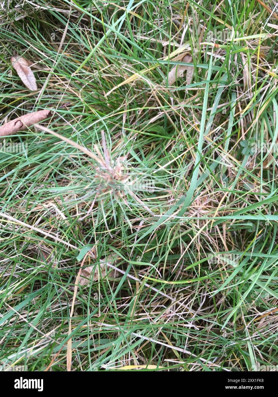 Smooth Meadow-grass (Poa pratensis) Plantae Stock Photo - Alamy