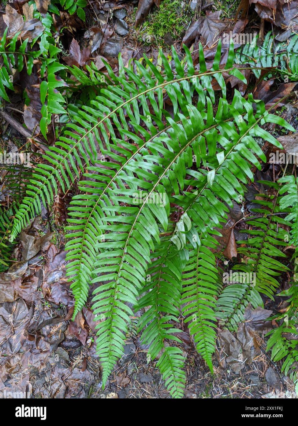 western sword fern (Polystichum munitum) Plantae Stock Photo - Alamy