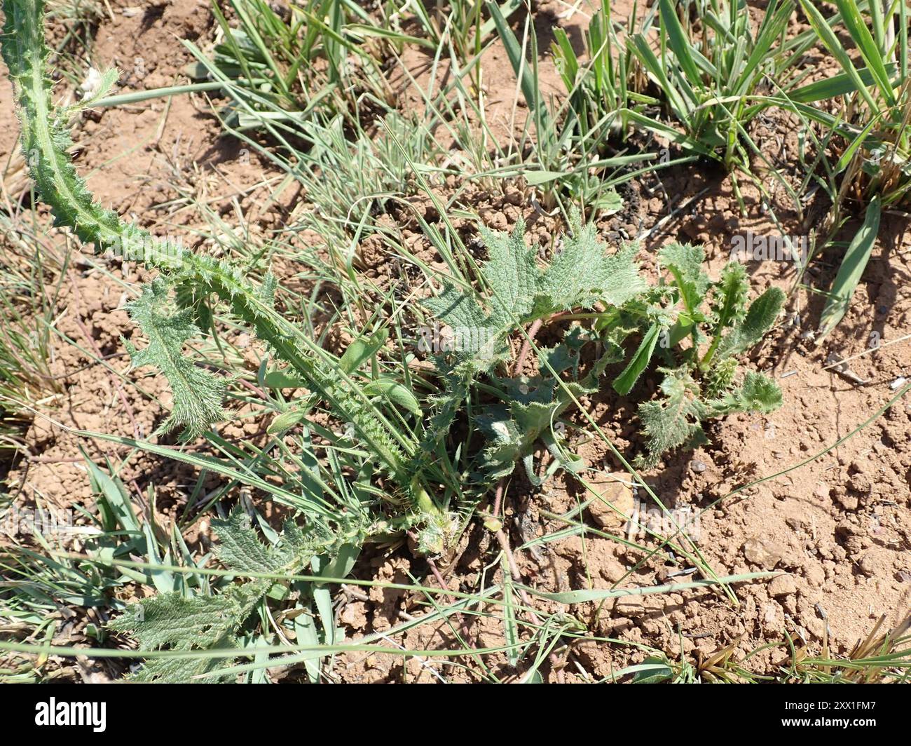Umbel African Thistle (Berkheya umbellata) Plantae Stock Photo - Alamy