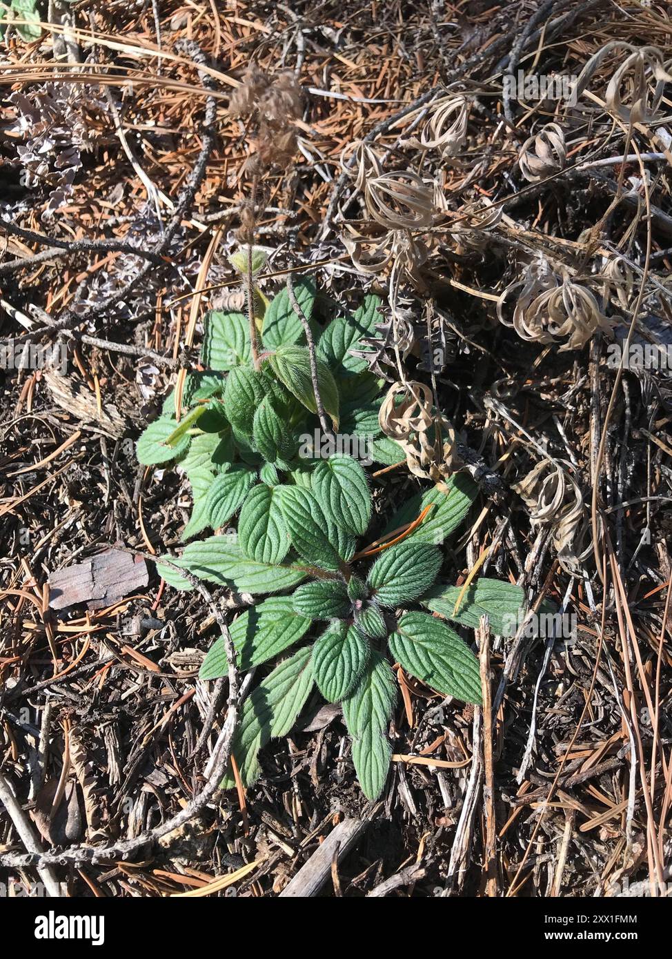 Scorpionweeds (Phacelia) Plantae Stock Photo - Alamy