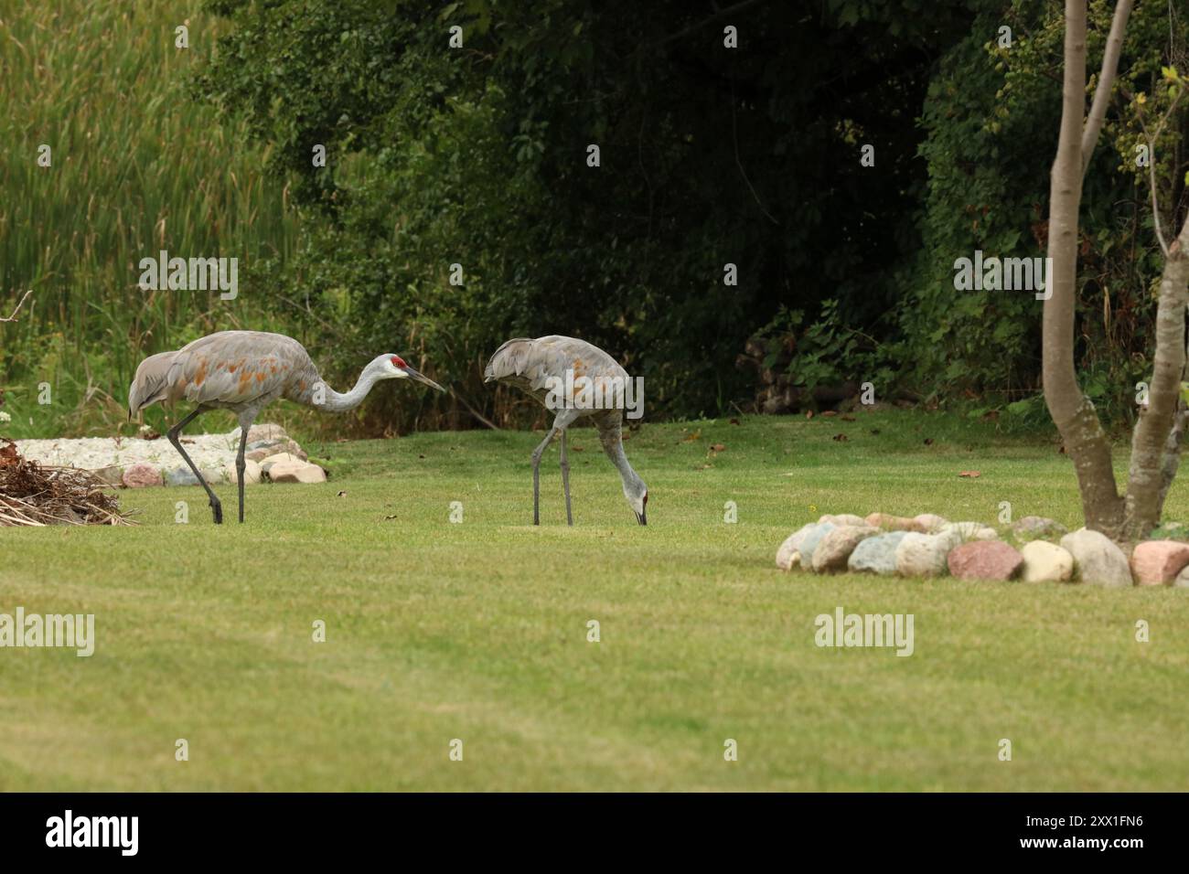 Two adult Sandhill Cranes walking and eating in a grassy backyard, in ...