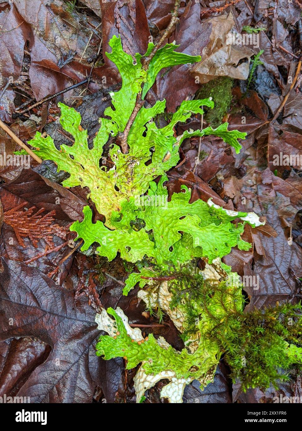 Tree Lungwort (Lobaria pulmonaria) Fungi Stock Photo - Alamy