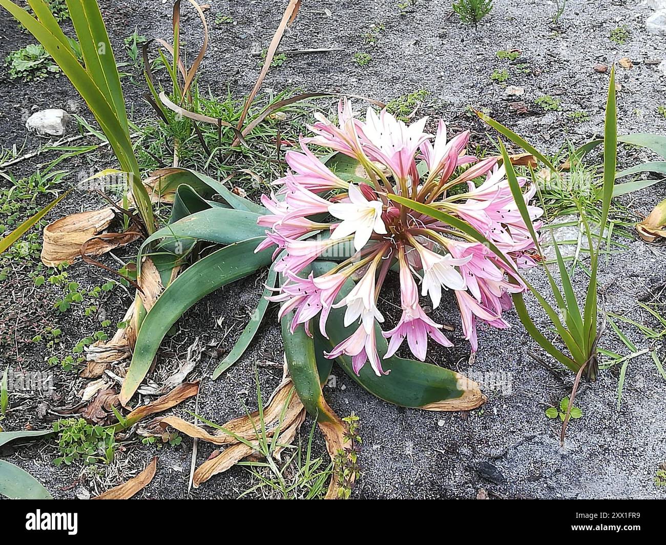 Malgas Lily (Ammocharis longifolia) Plantae Stock Photo - Alamy
