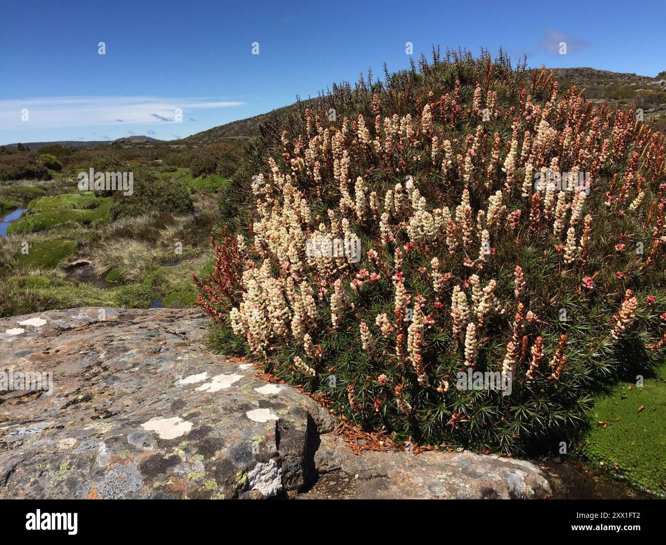 scoparia (Richea scoparia) Plantae Stock Photo - Alamy