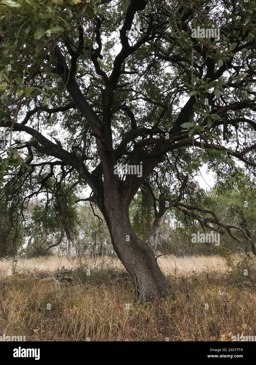 Texas live oak (Quercus fusiformis) Plantae Stock Photo - Alamy