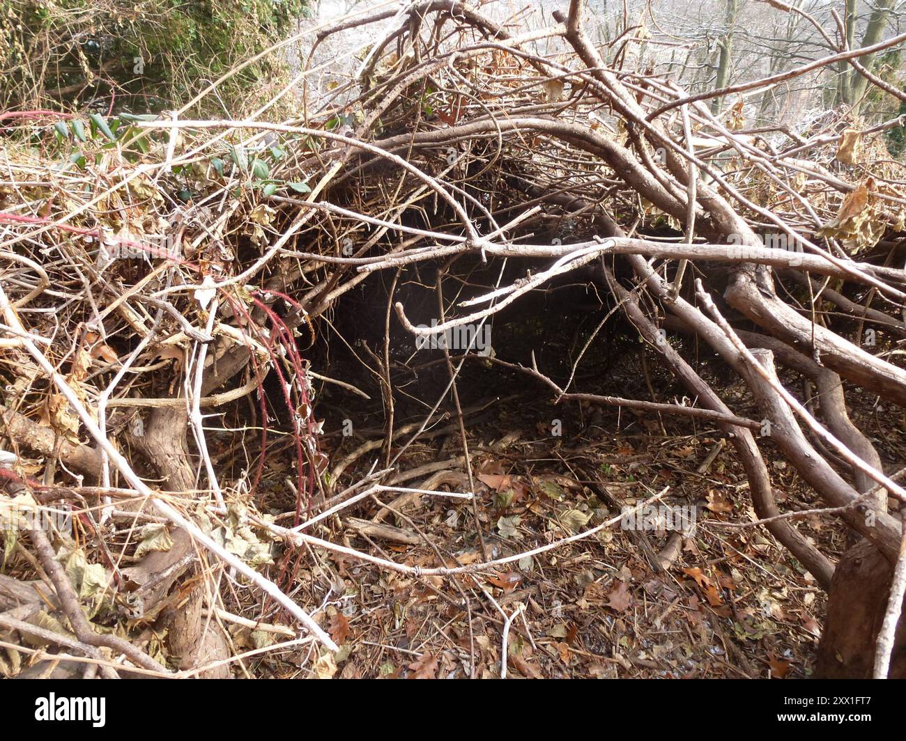 wineberry (Rubus phoenicolasius) Plantae Stock Photo - Alamy