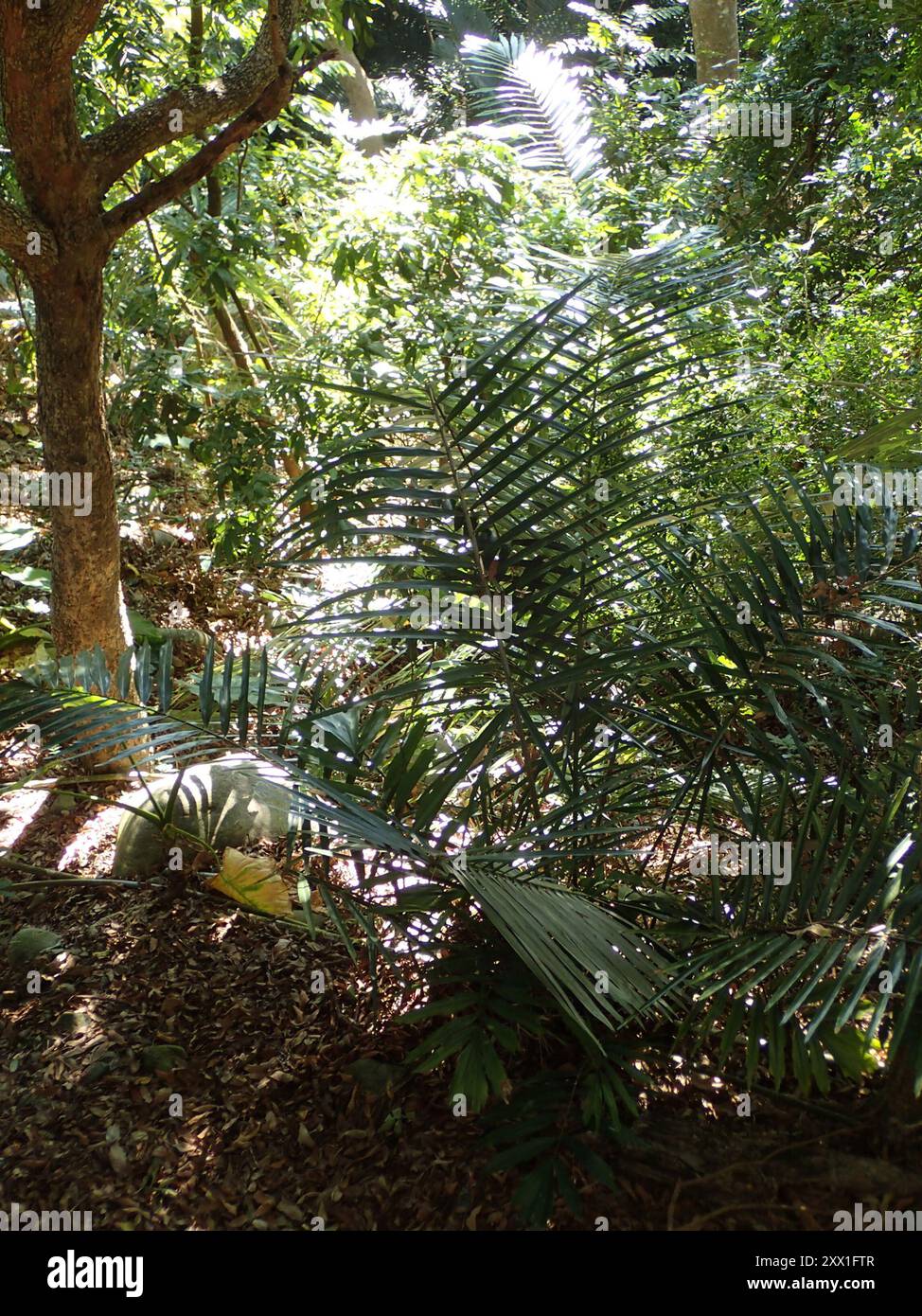 Arenga Palm (Arenga engleri) Plantae Stock Photo - Alamy