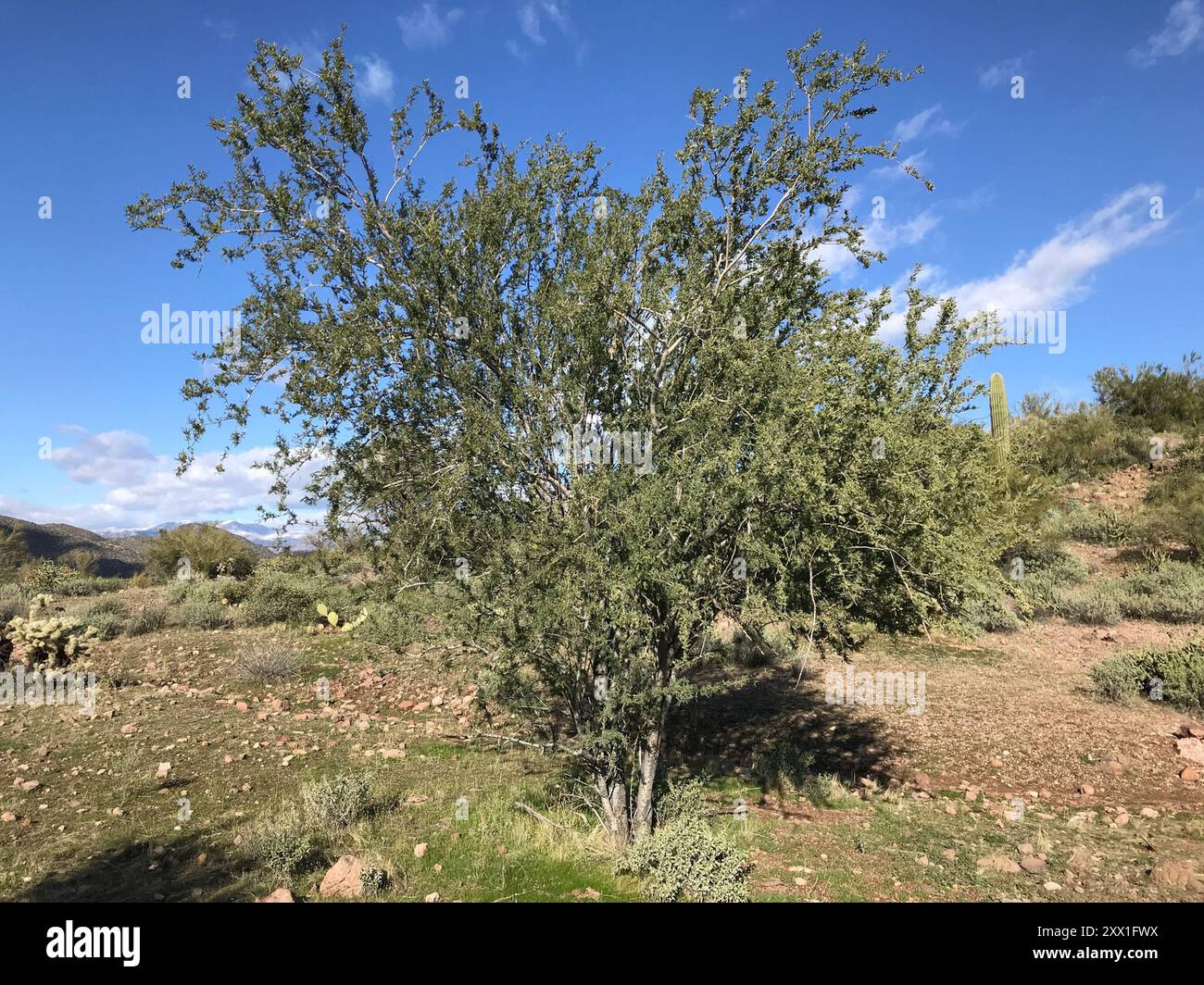 desert ironwood (Olneya tesota) Plantae Stock Photo - Alamy