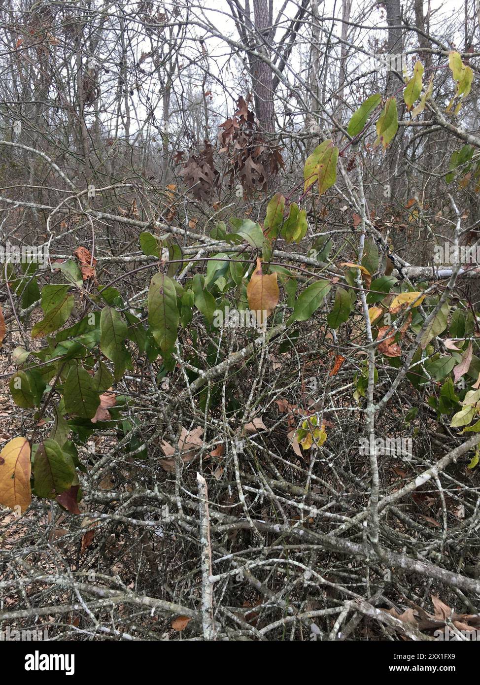 cross vine (Bignonia capreolata) Plantae Stock Photo - Alamy